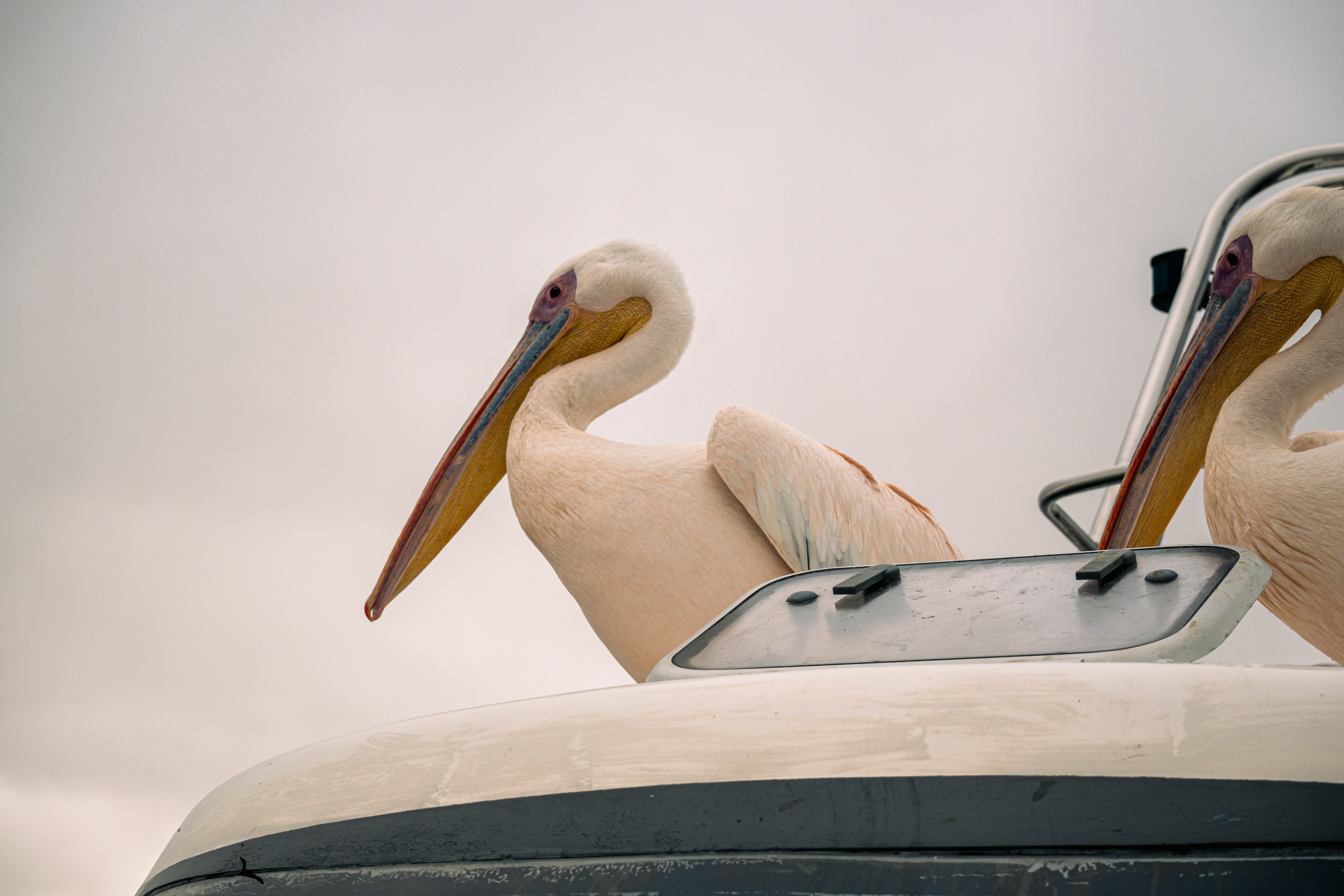 Pelicans at Rest on a Weathered Bow Under Grey Skies