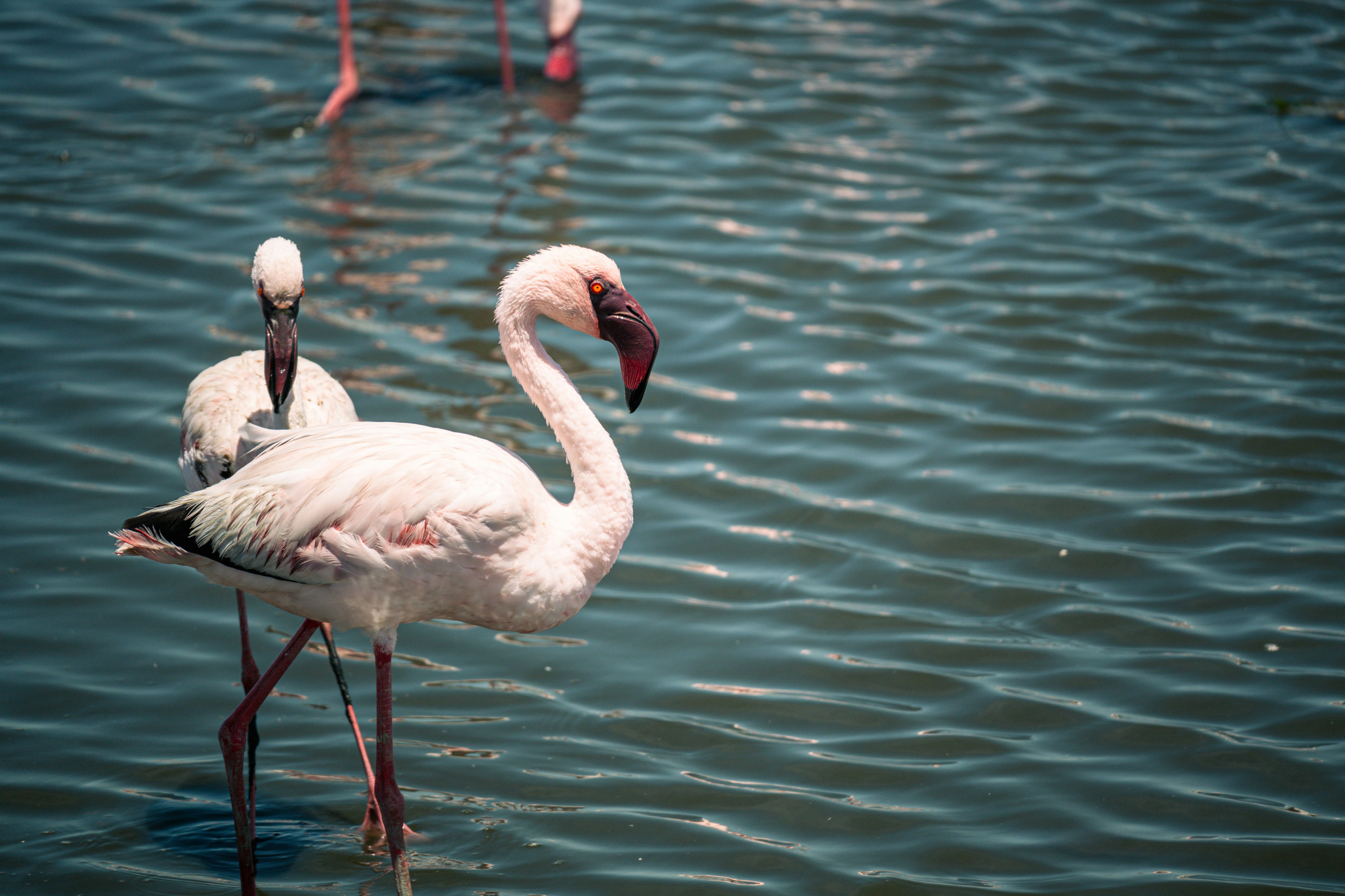 Two Flamingos in Turquoise Ripples