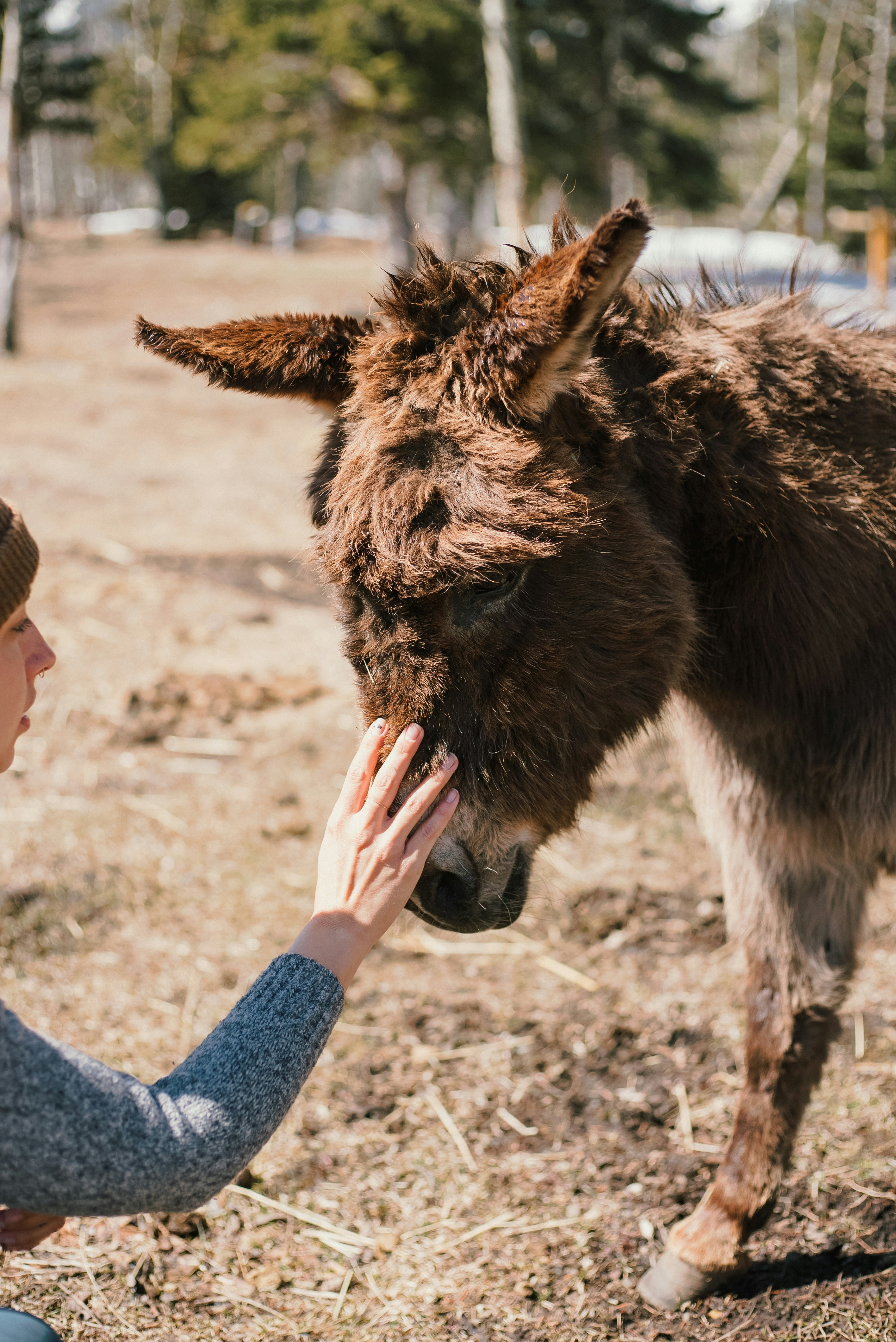 Sunlit Moment: Hand Meets Donkey in a Quiet Farm Field