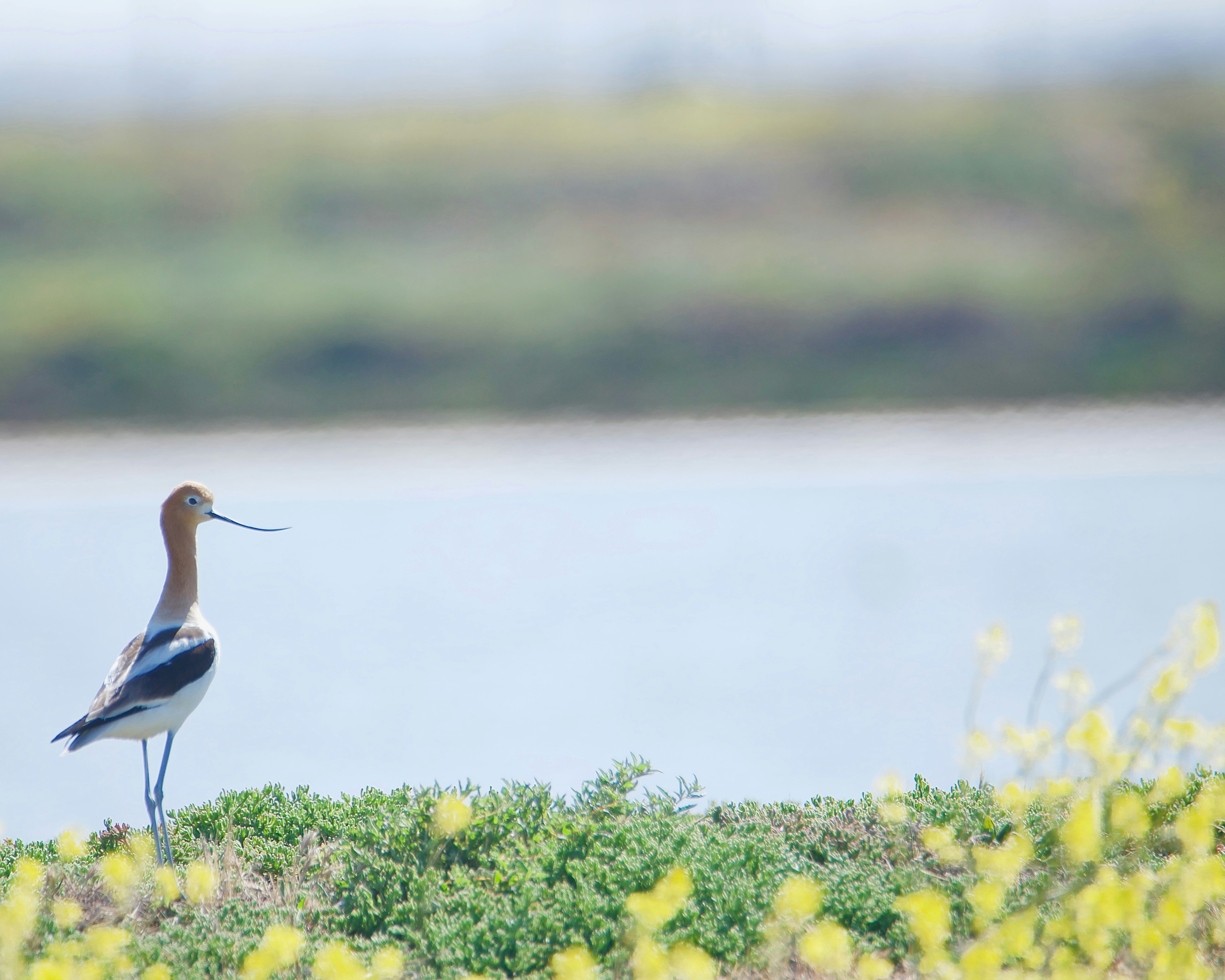 American avocet standing on grassy bank with yellow flowers, overlooking a blurred water background.