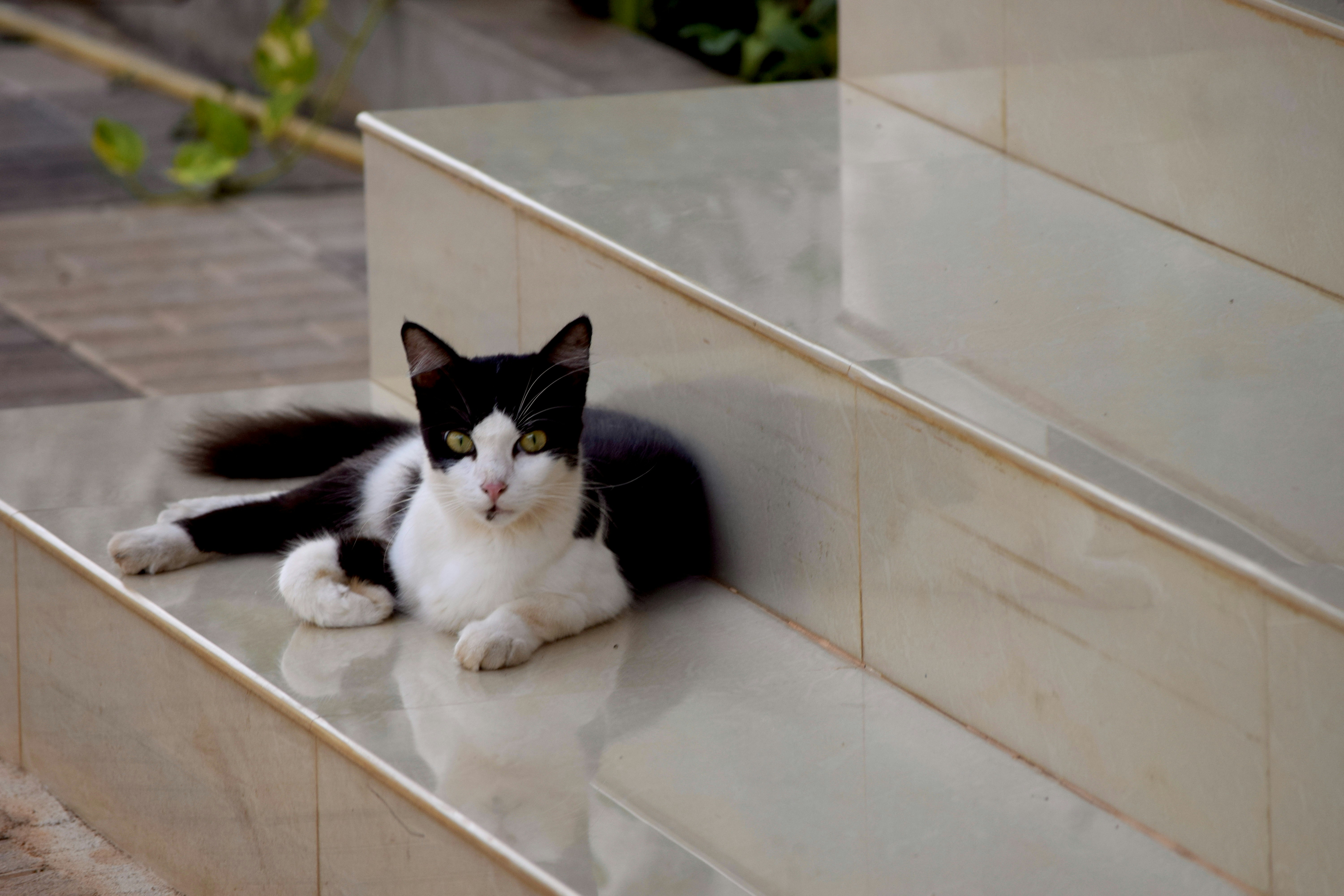 Curious on Marble: A Black-and-White Cat Lounges on Sunlit Steps by Glass Railing