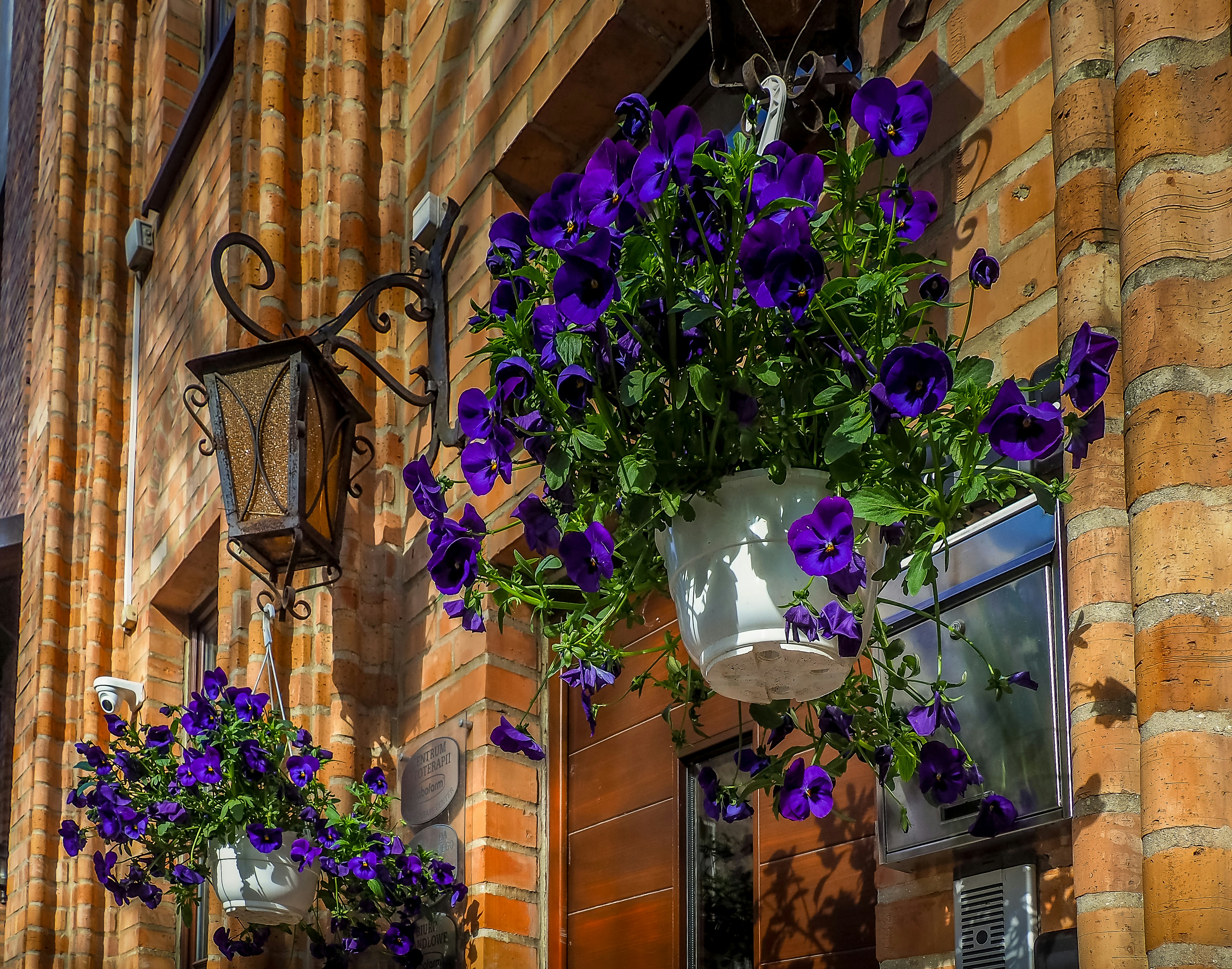 A bunch of purple flowers hanging from the side of a building photo ...
