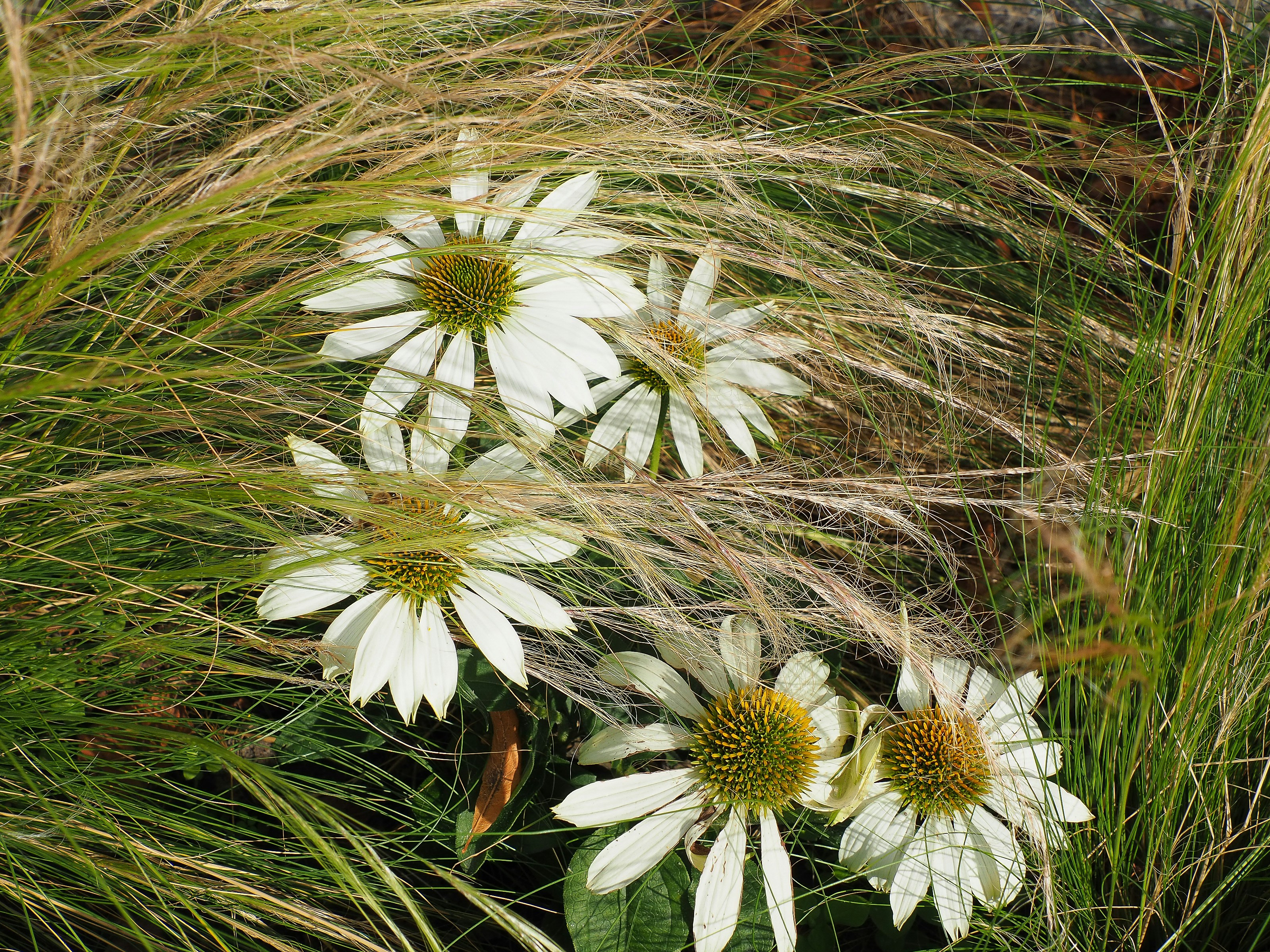 Foto Seikat bunga yang ada di rumput – Gambar Bunga Gratis di Unsplash