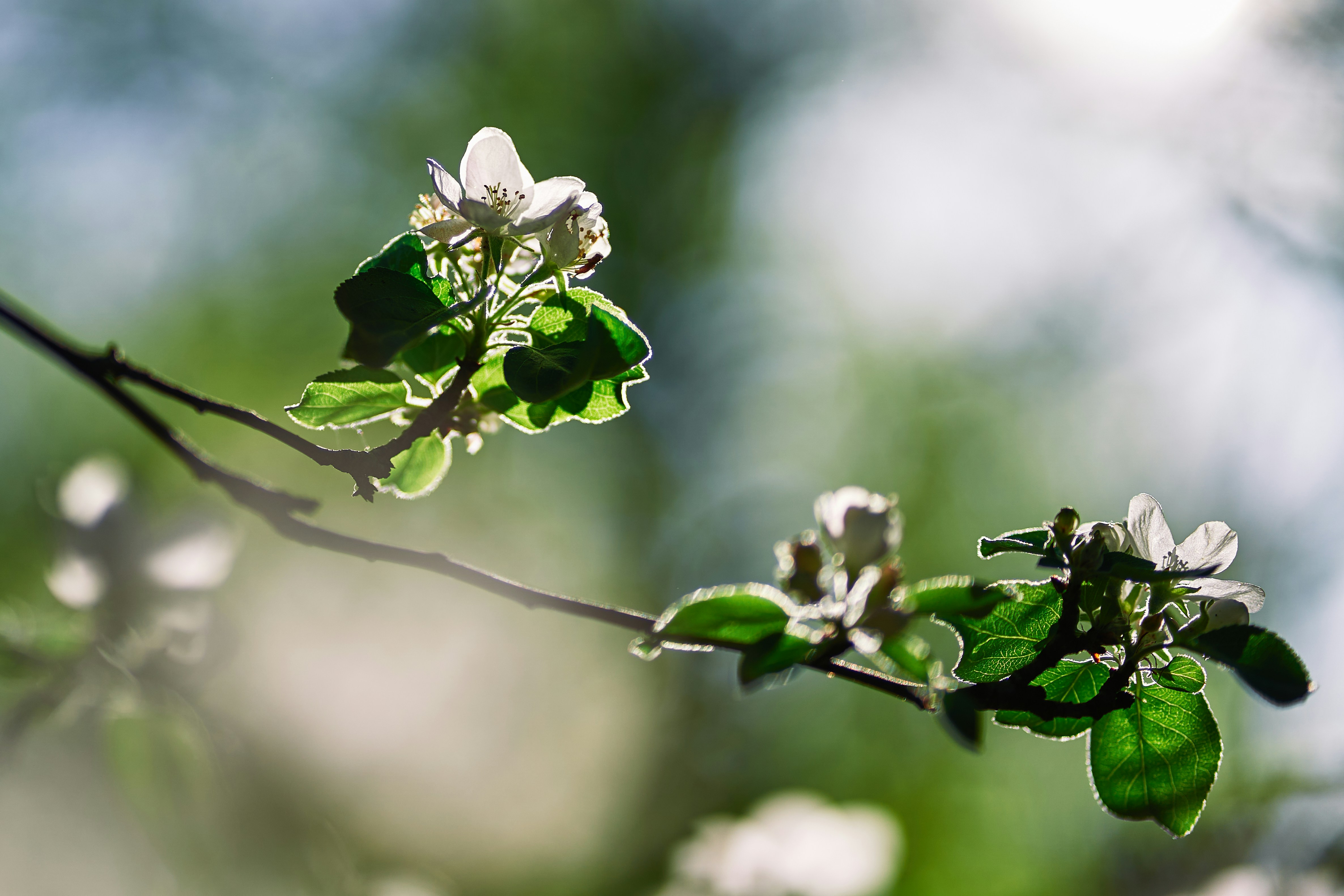 Blossoms in Focus: Delicate Branch against Sunlit Blur