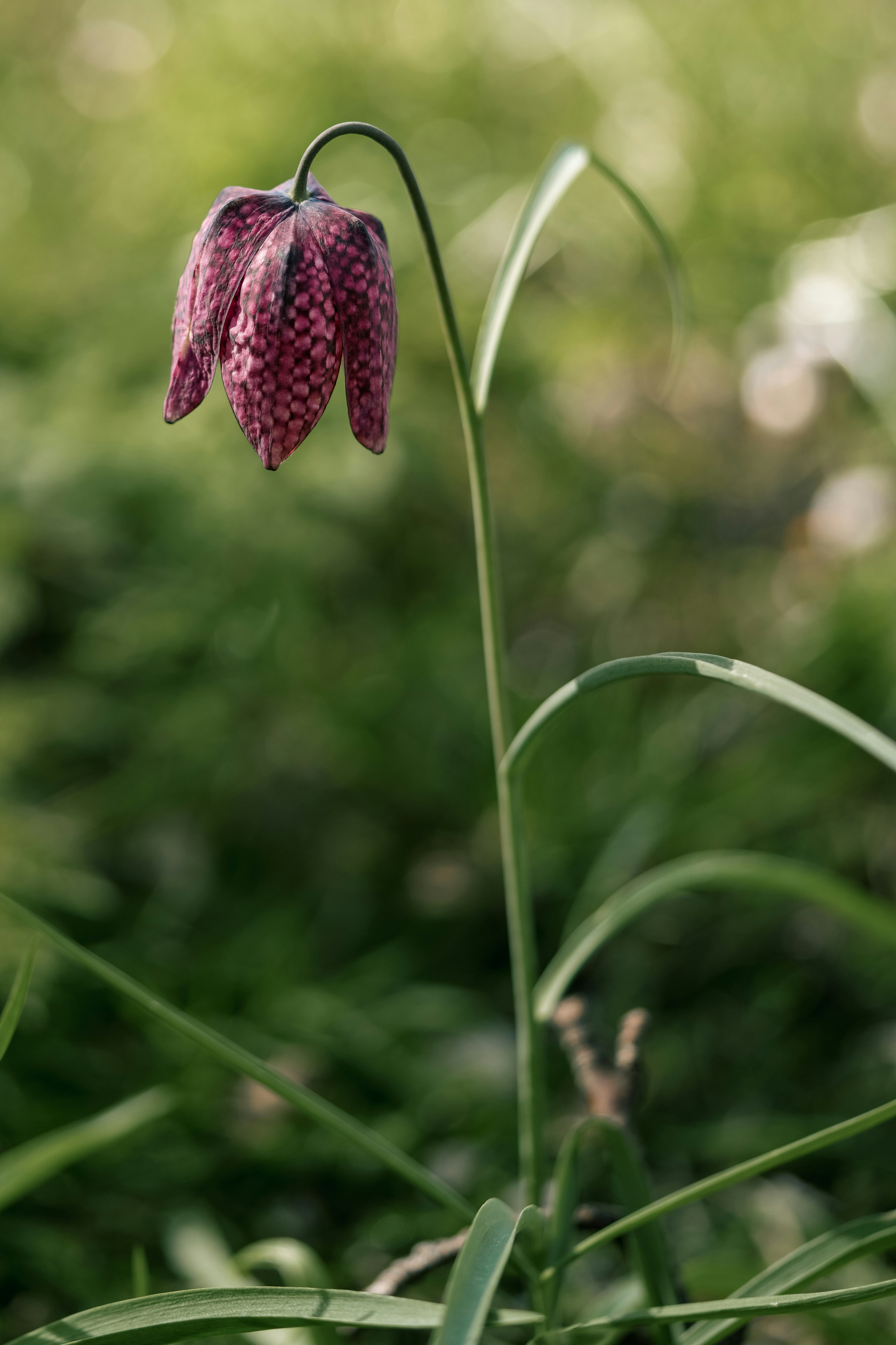 Close-up of a single drooping purple fritillary with a checkered pattern, set on a curved stem against a softly blurred green meadow.