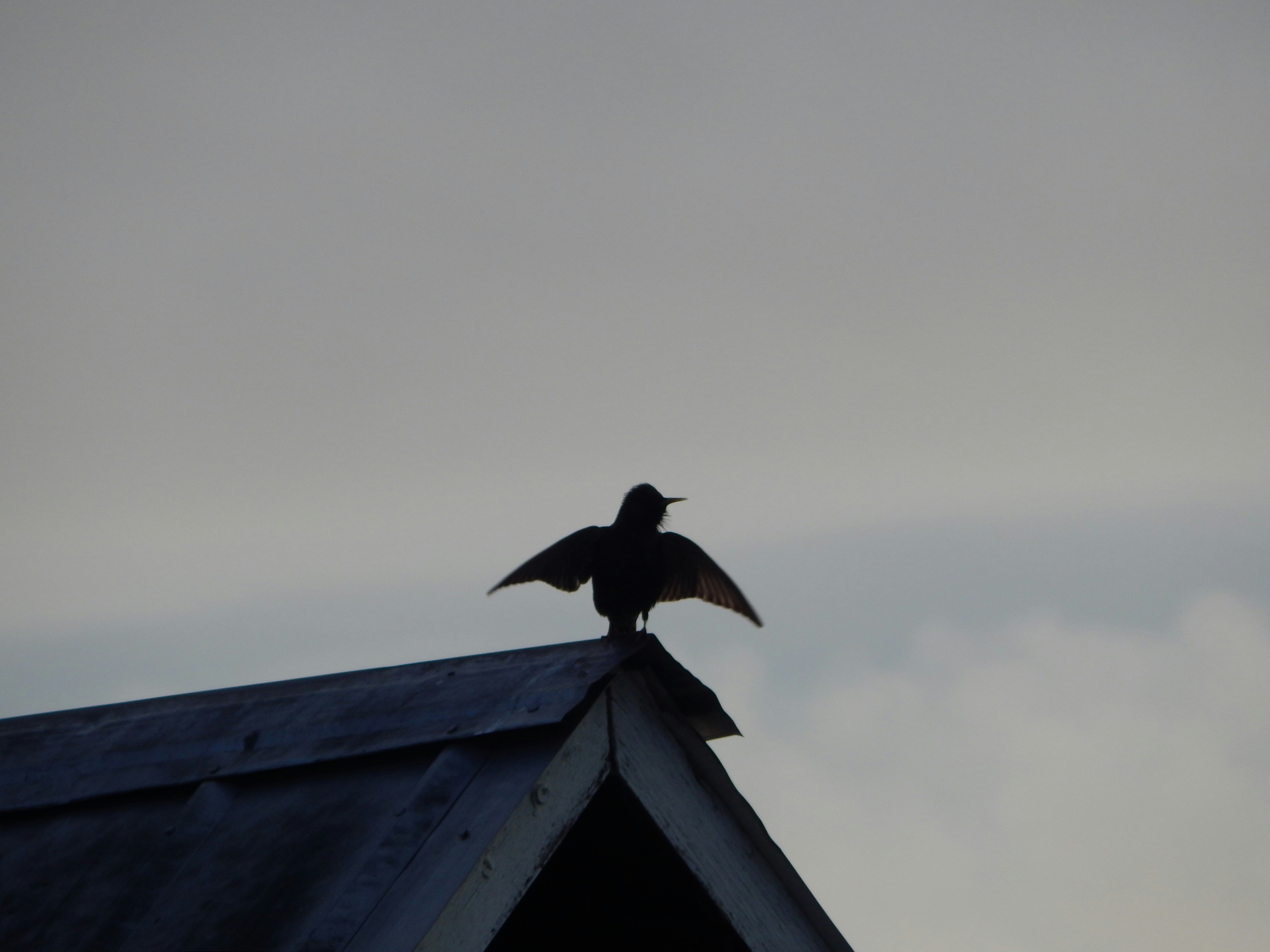 Crow on the Crest: A Quiet Silhouette Over a Weathered Roof