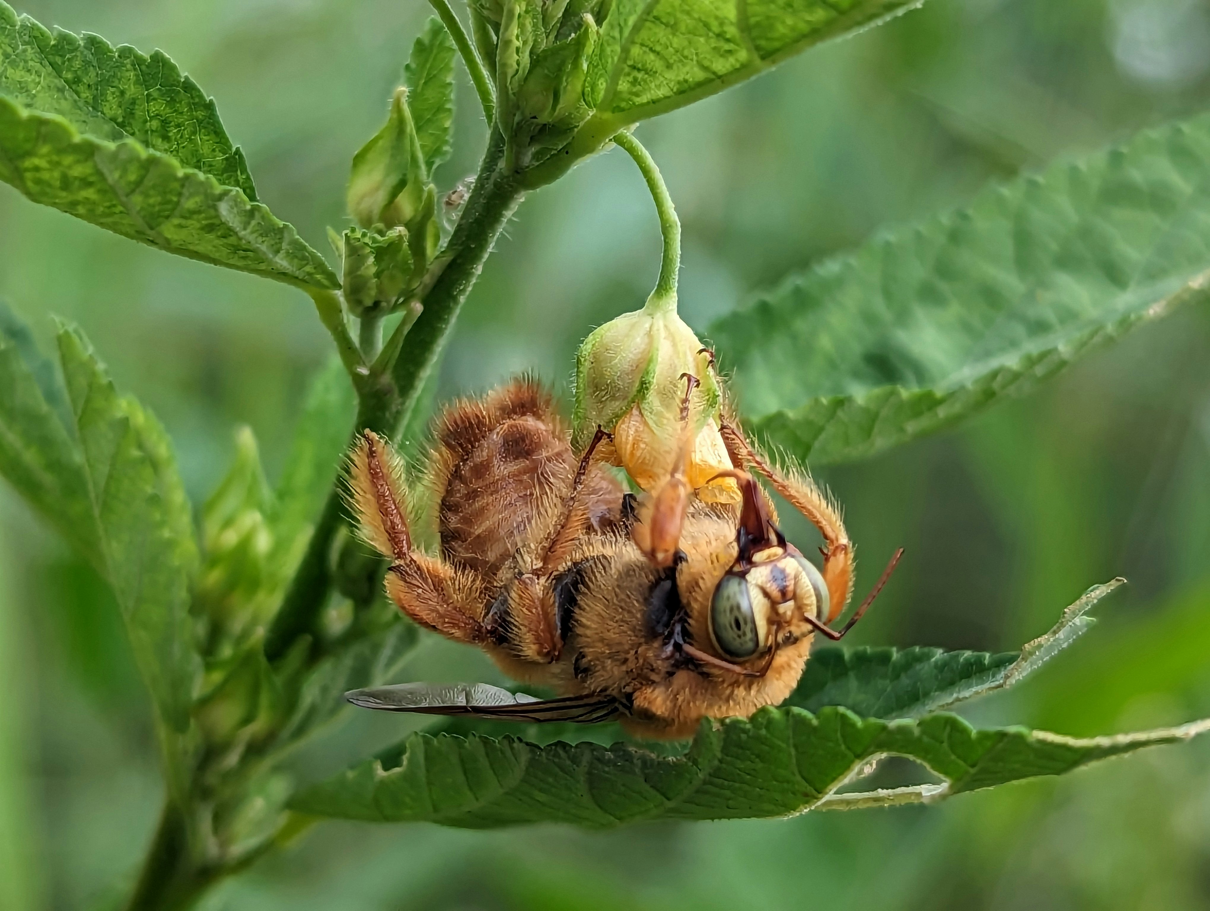 Upside-Down Bumble on a Bud: A Close-Quarters Botanical Portrait