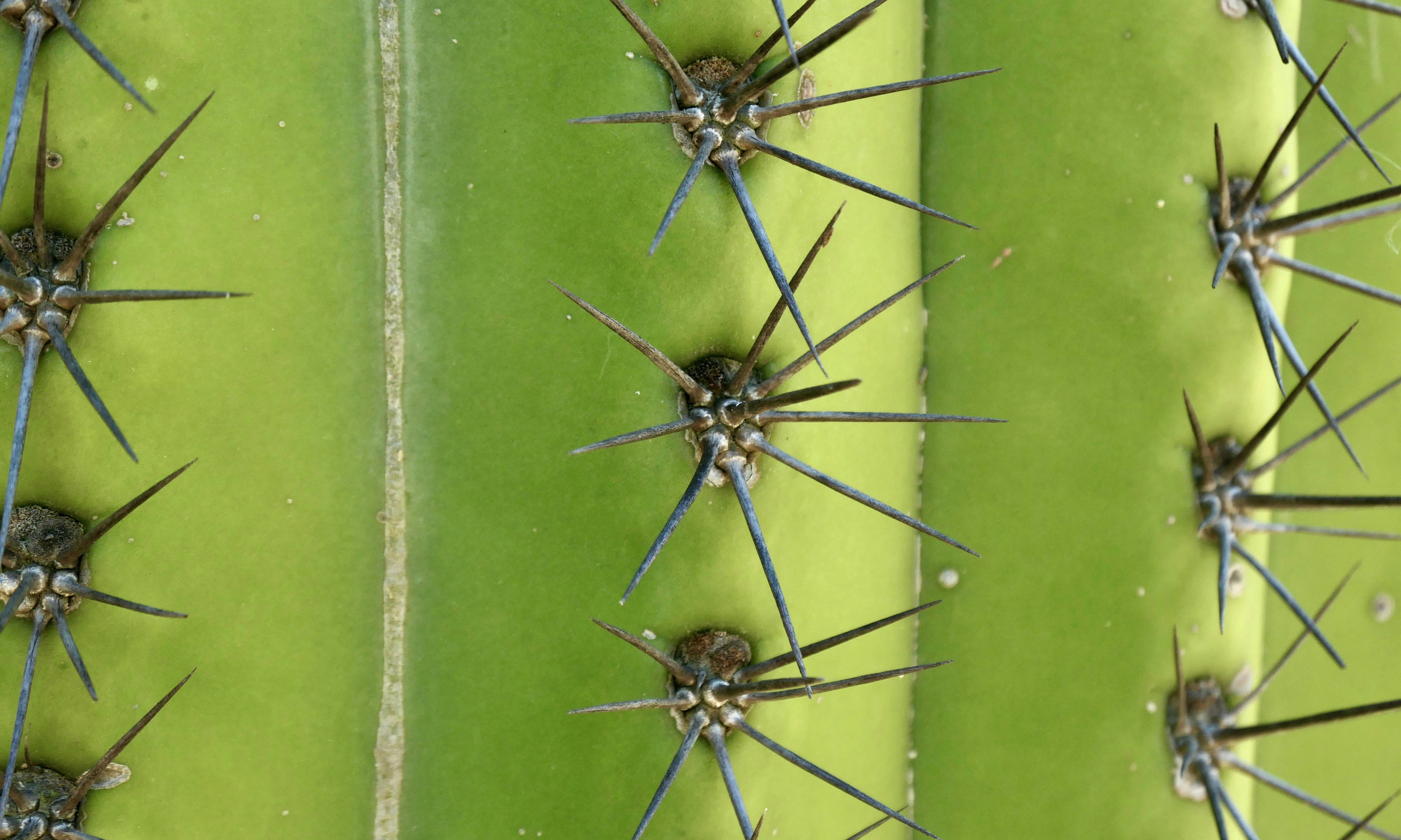 Ribline Geometry: A Close-Up of Cactus Spines