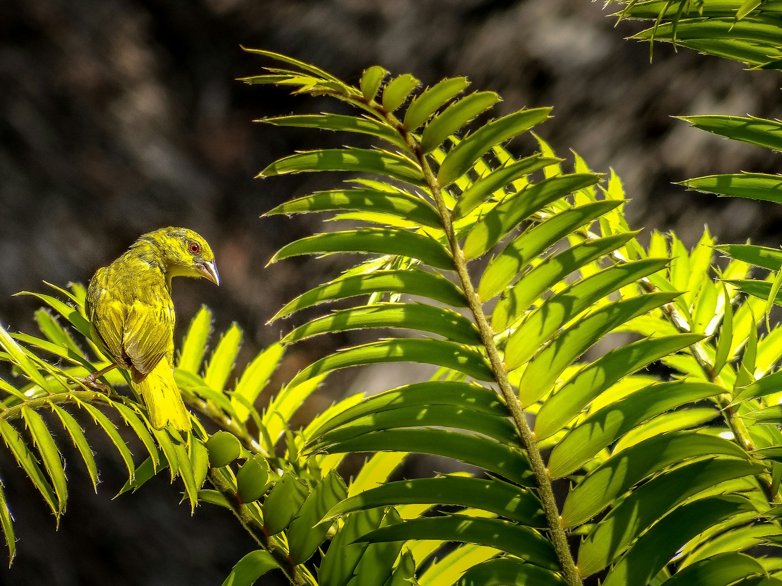 Sample photo from Sony Cyber-shot HX200V