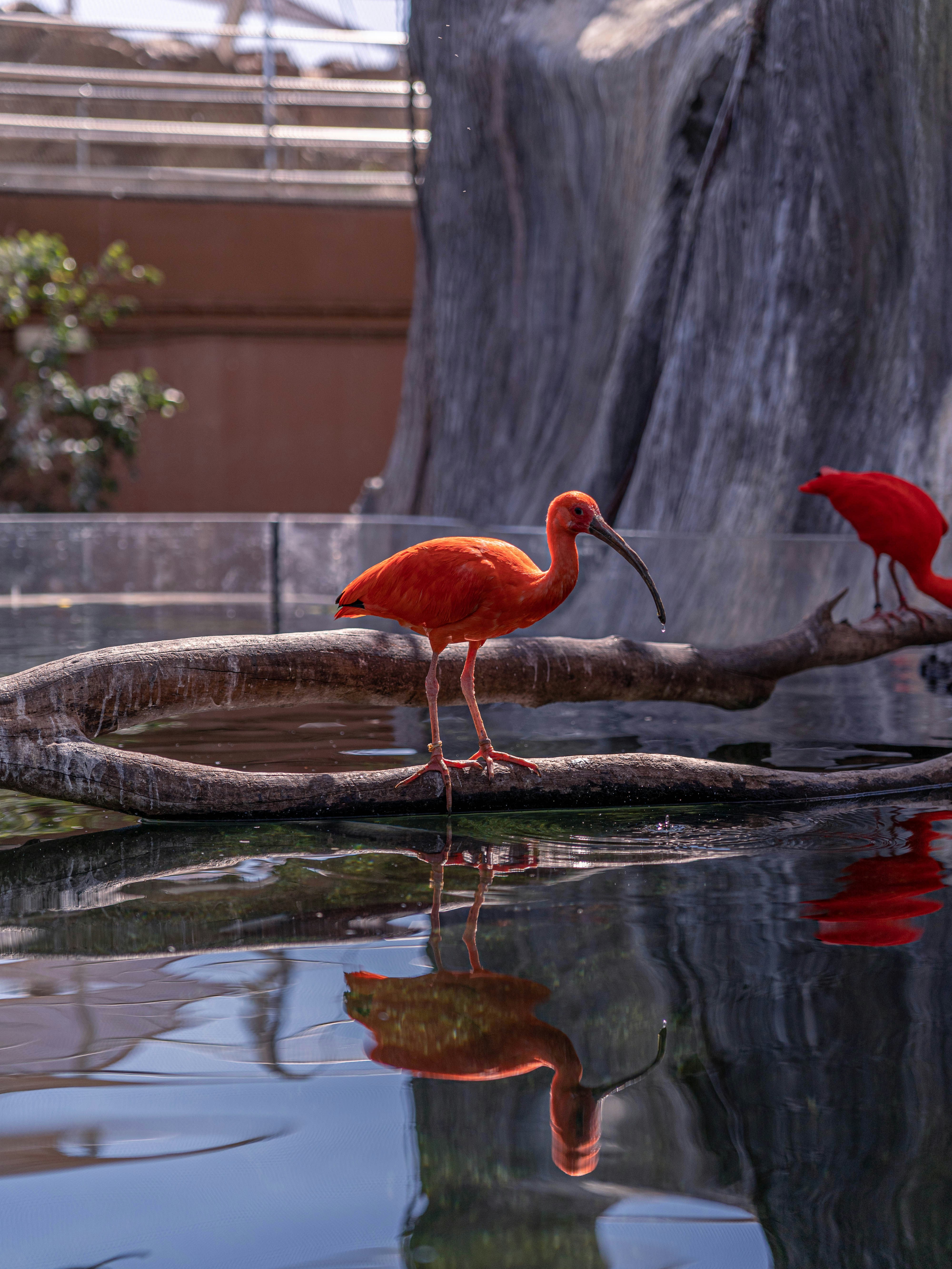 Crimson Flamingo on Driftwood: Reflections in a Quiet Pool