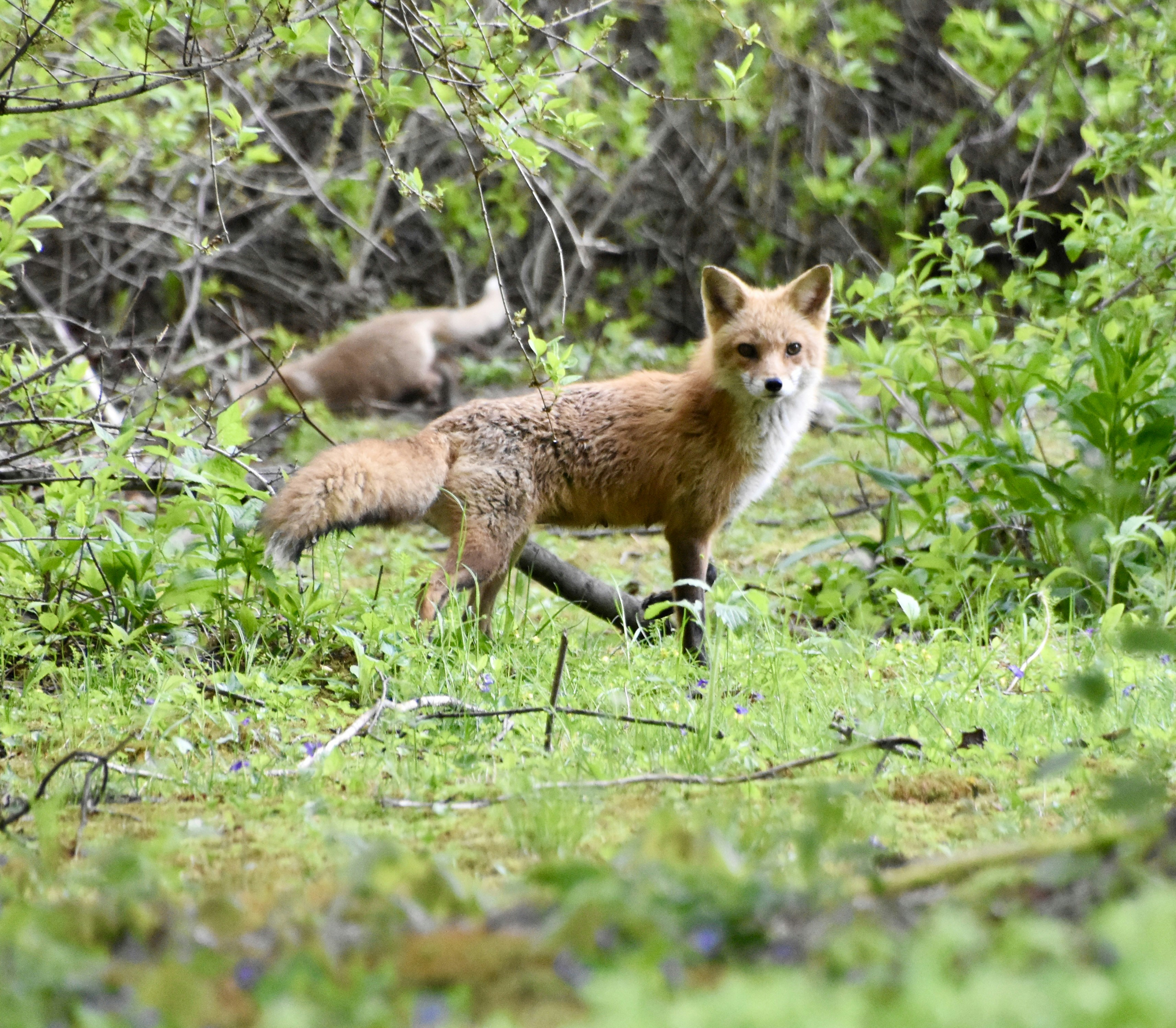 A red fox running through the grass in the woods photo – Free Wildlife ...