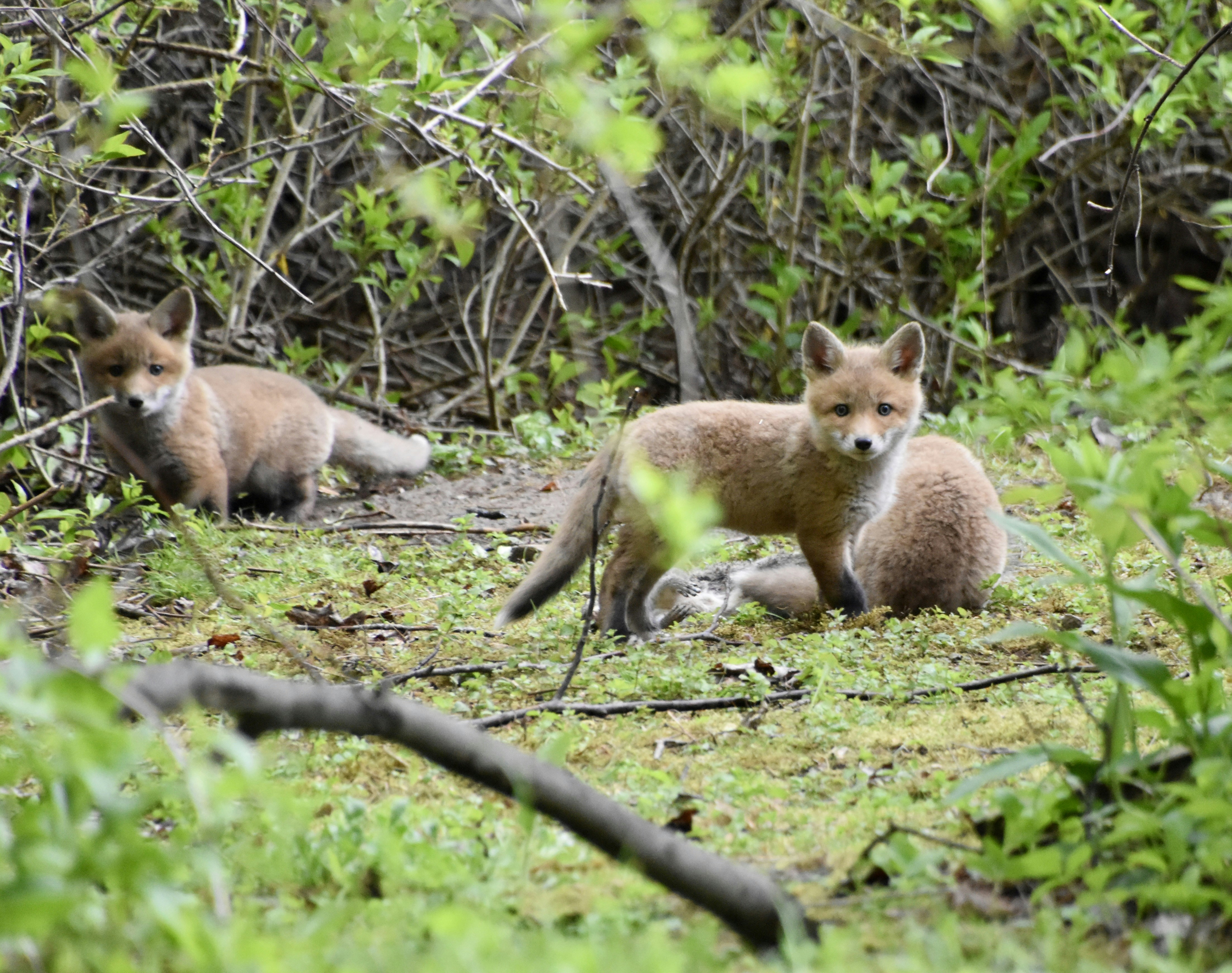 A couple of foxes sitting on top of a grass covered field photo – Free ...