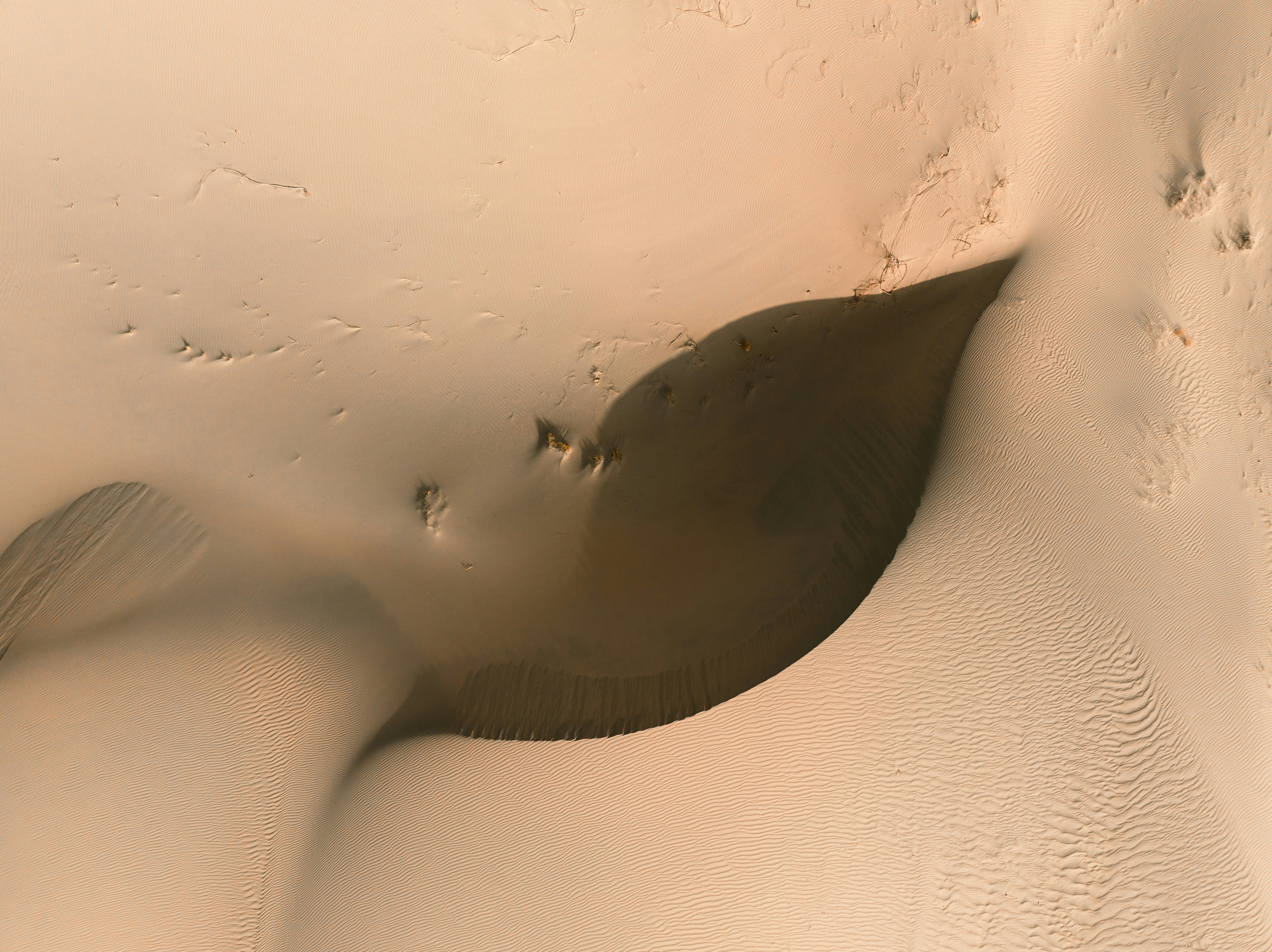 Warm desert sand forms a sinuous crest and shadowed hollow in a single photograph. The composition emphasizes dune ripples, curvature, and the interplay of light and texture.