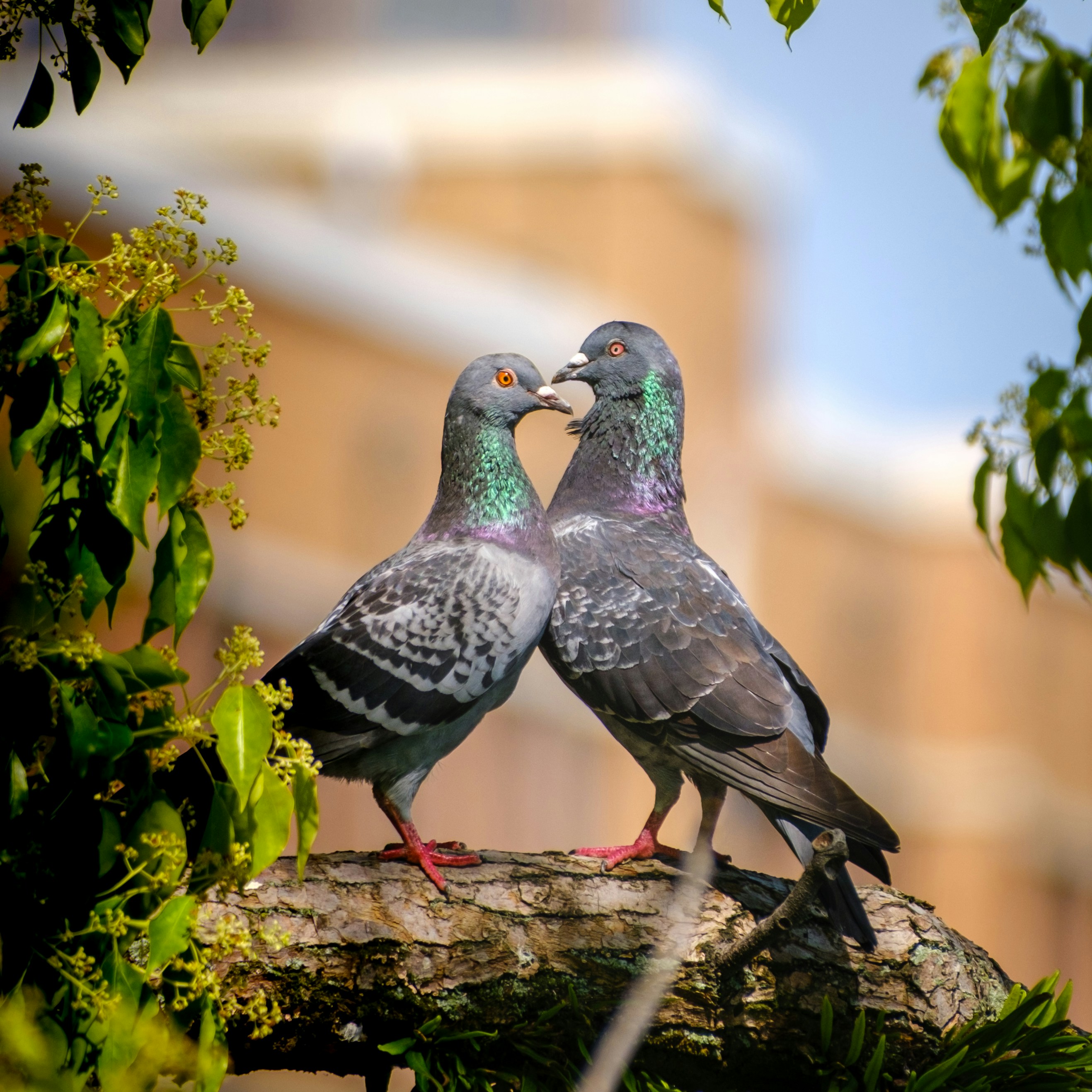 Urban Pigeons in a Tender Kiss on a Sunlit Branch