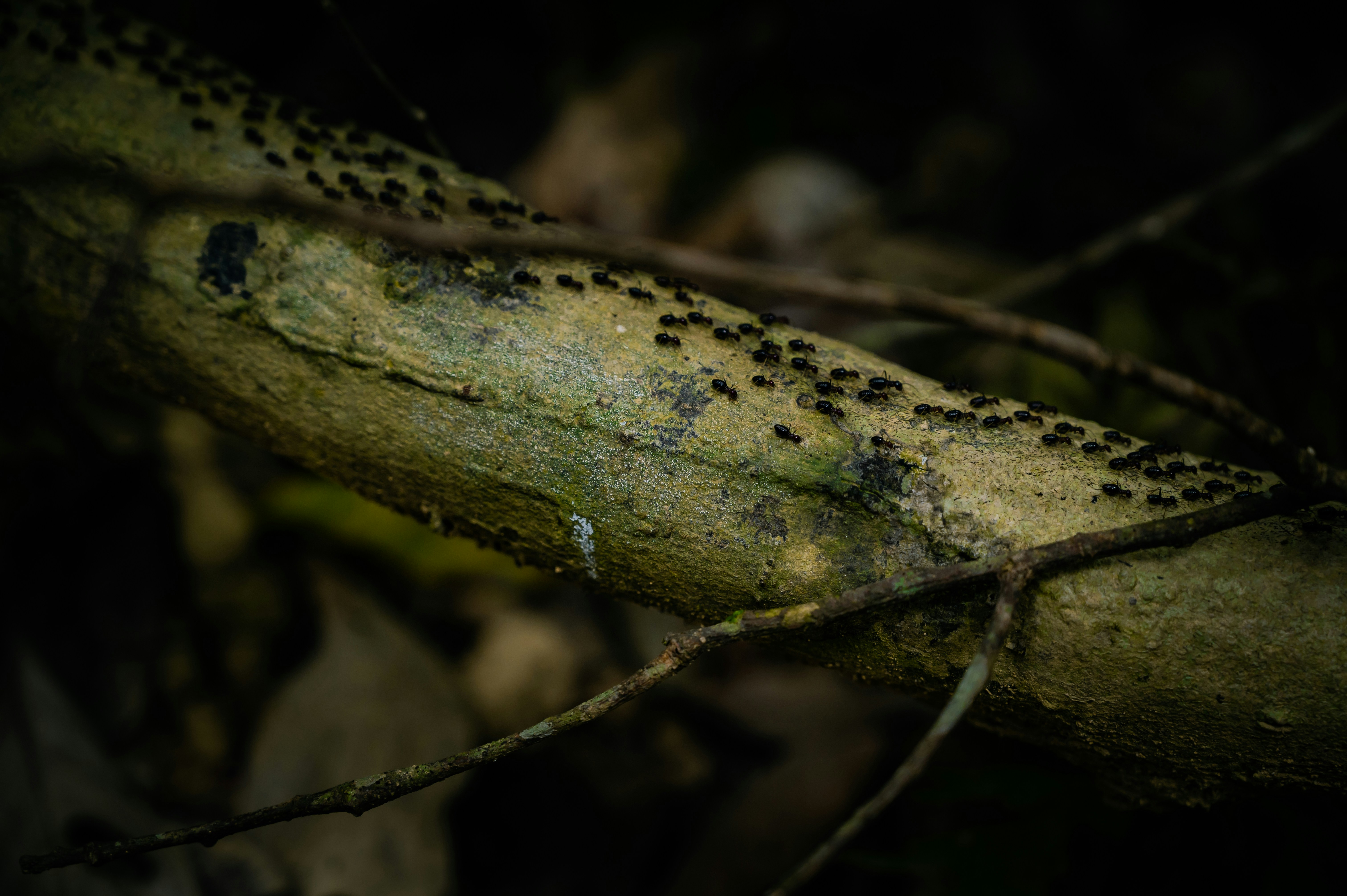 Stippled Bark in Low Light: A Forest Micro-Texture