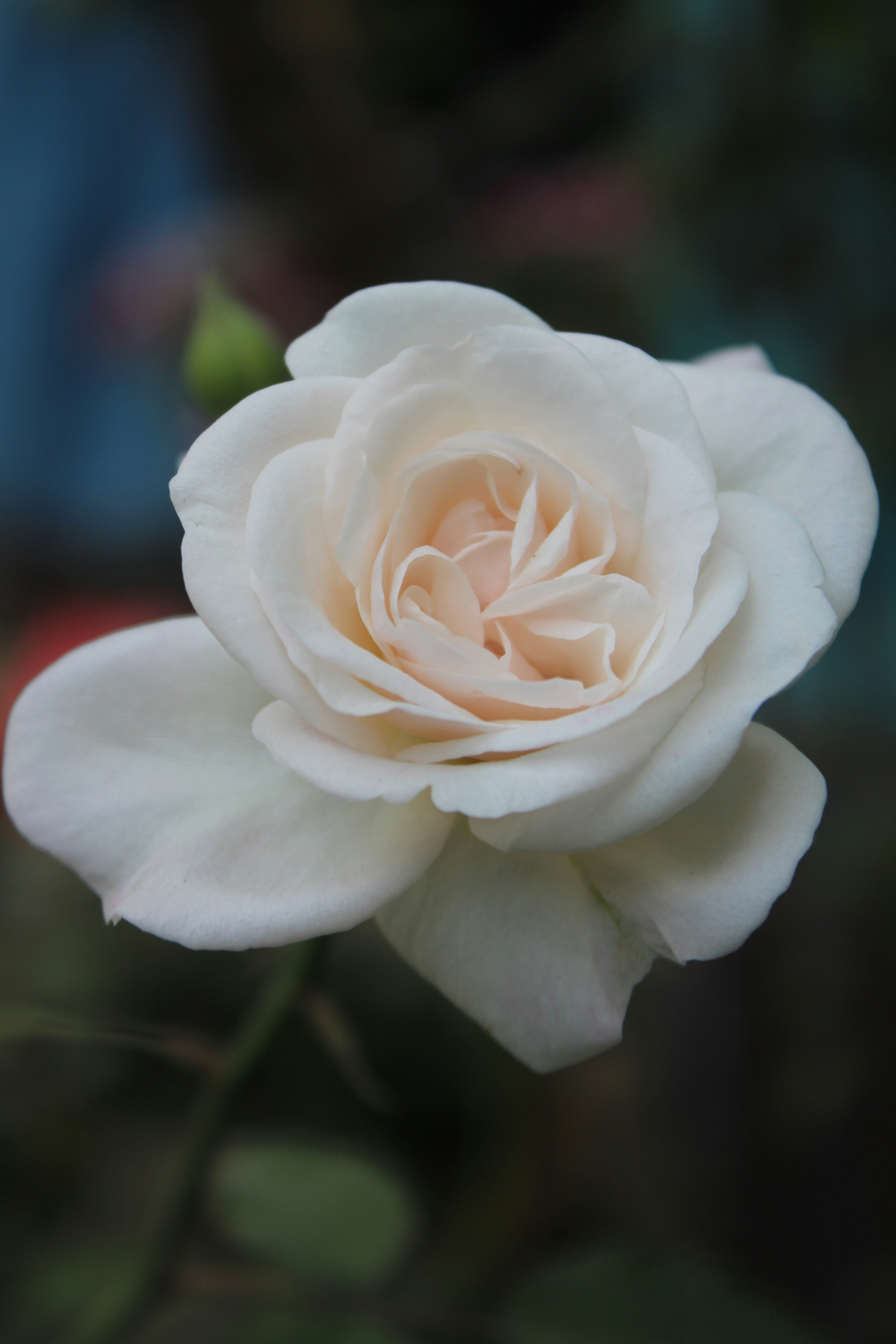 Photo by auto focus4 with Canon EOS 1500D