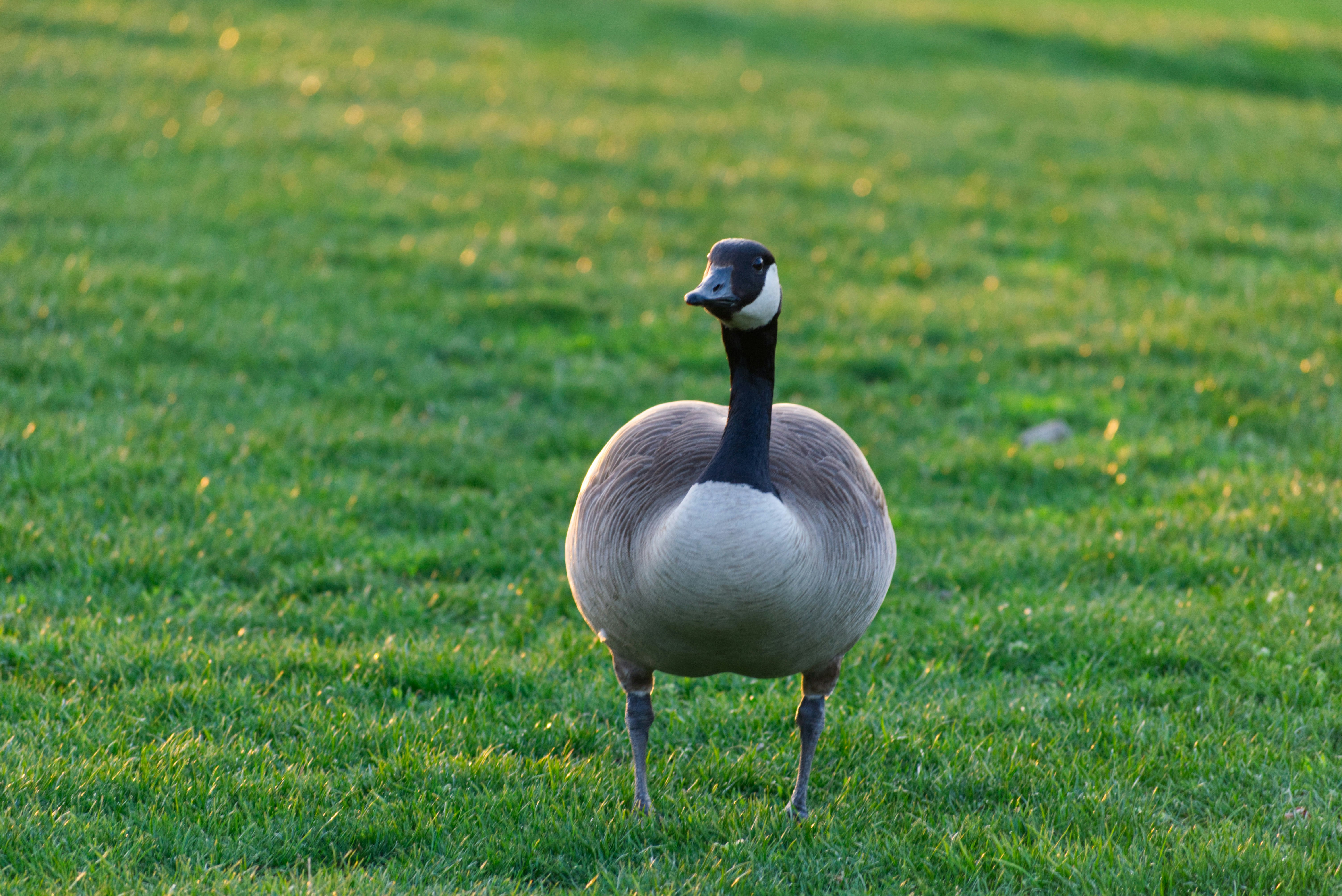 Canadian goose
