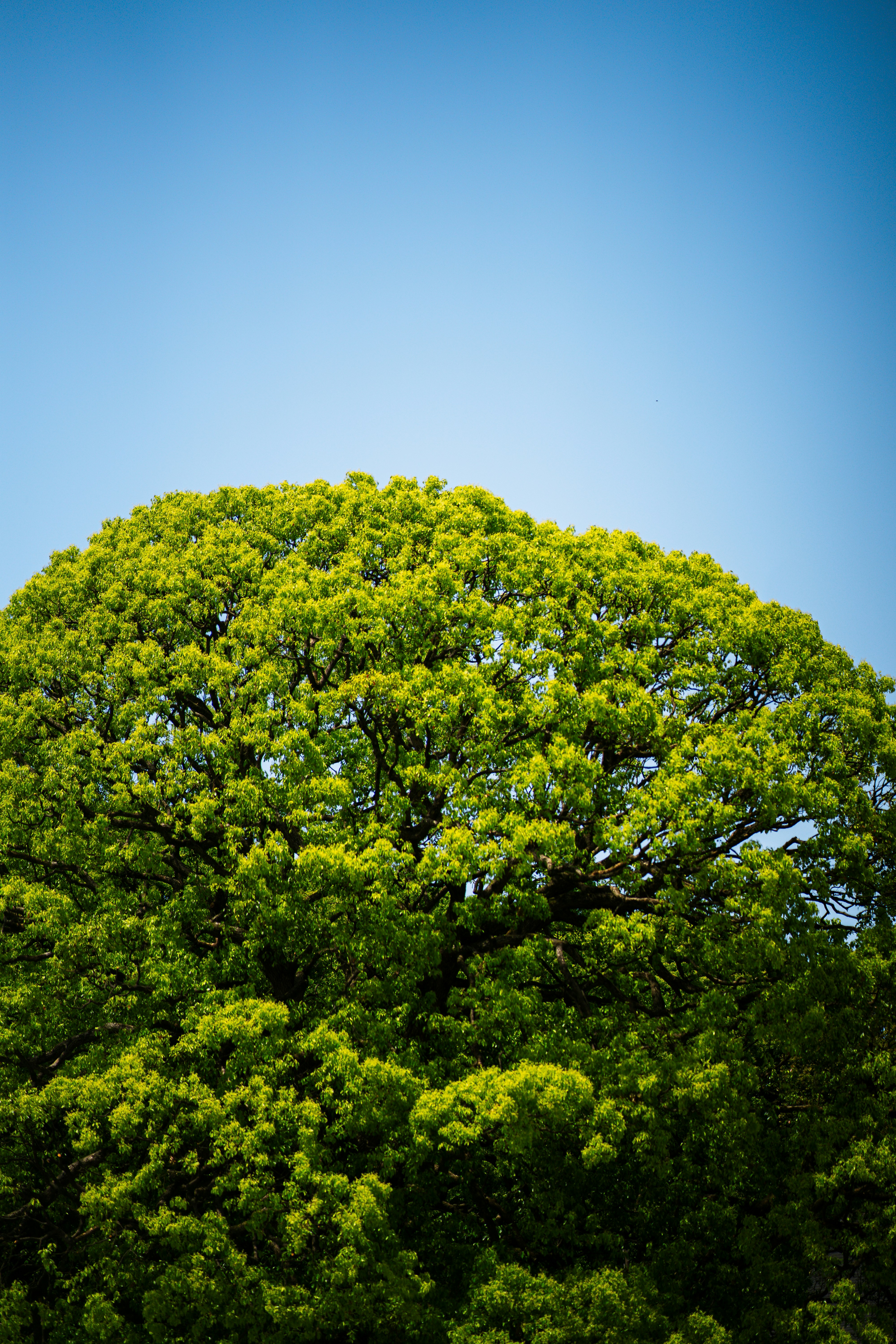 Emerald Canopy Rising Over a Clear Blue Sky