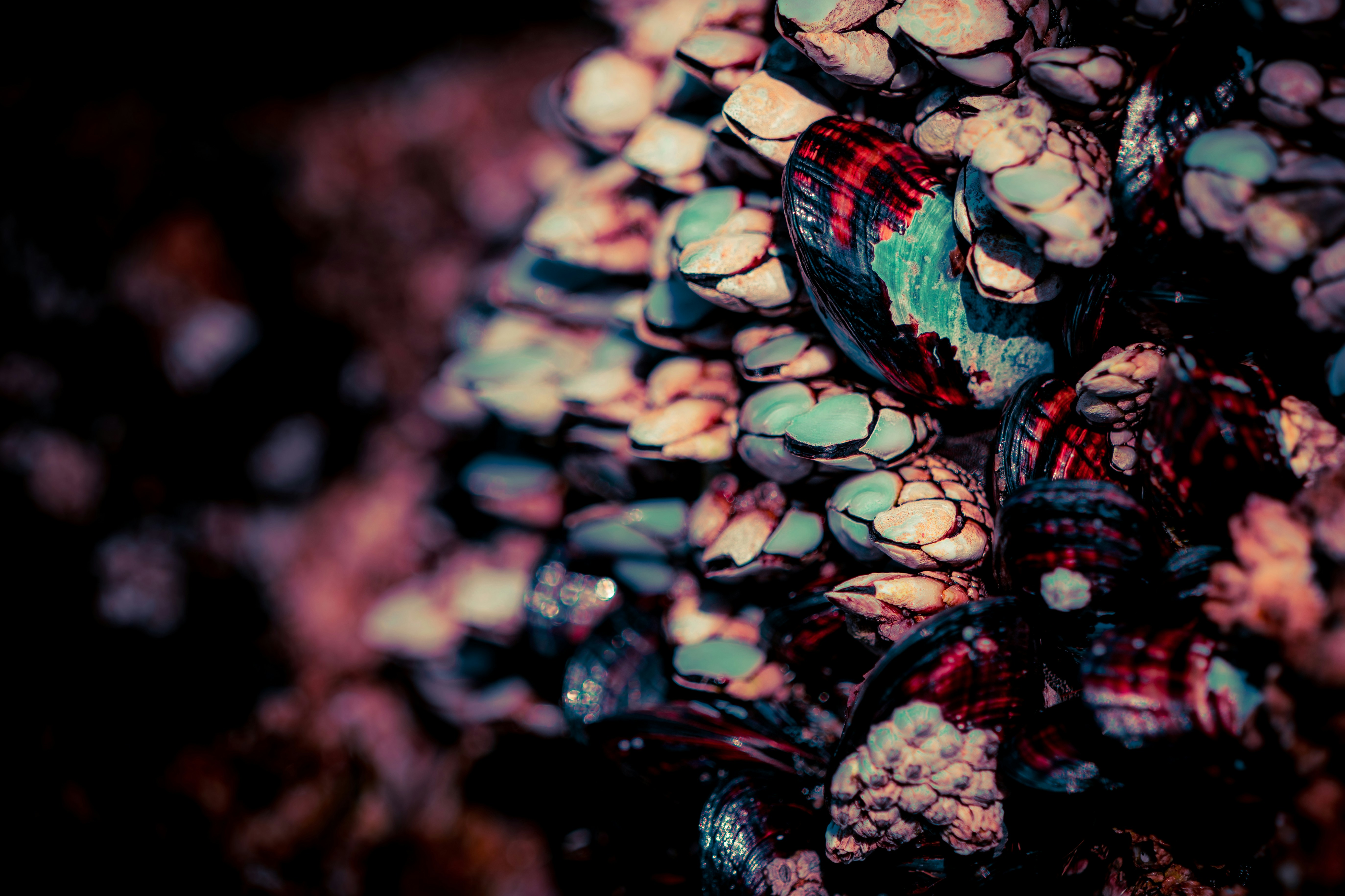Iridescent Shells in Shadowed Tide Pools