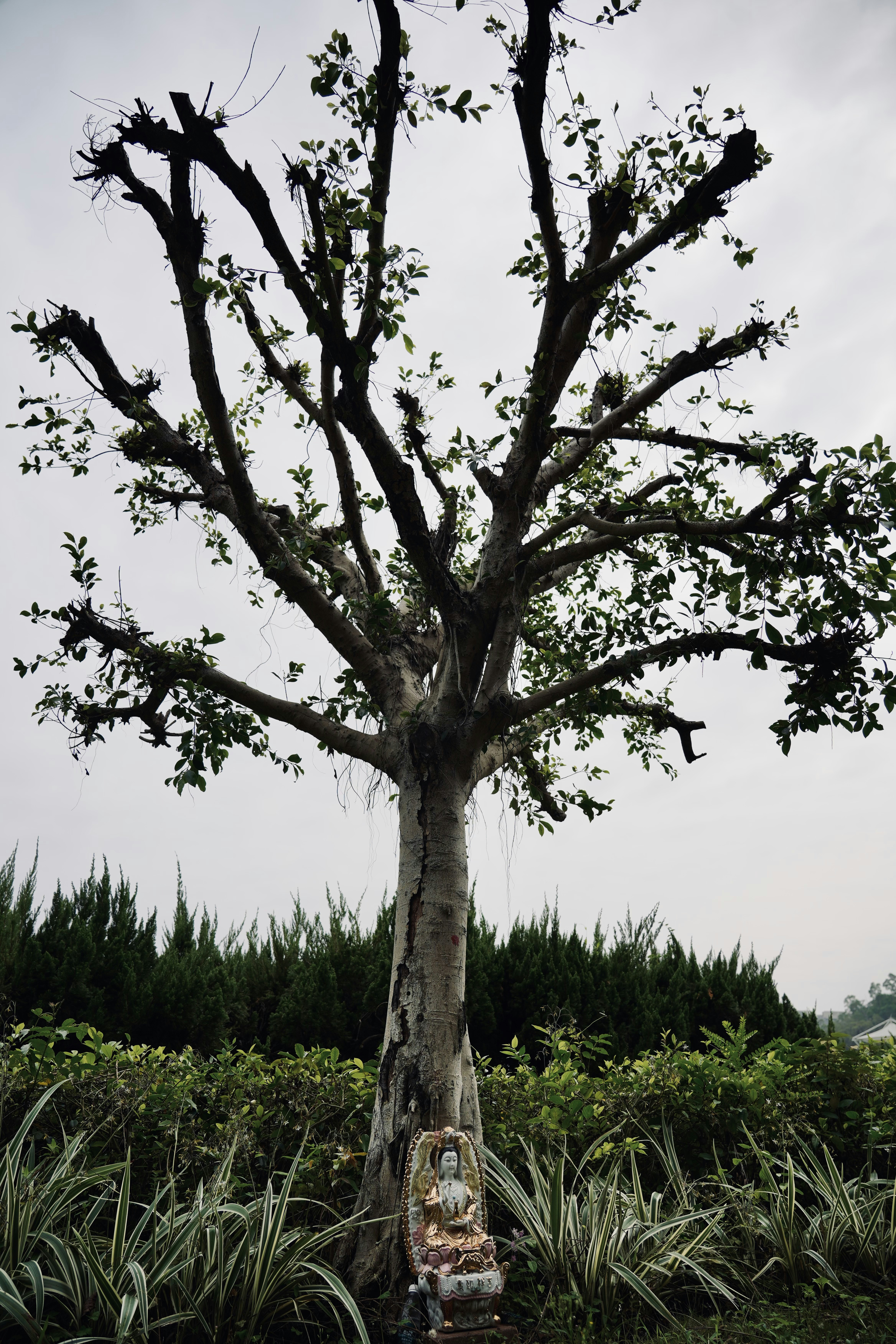 Gnarled Guardian: A Humble Shrine at the Tree's Base