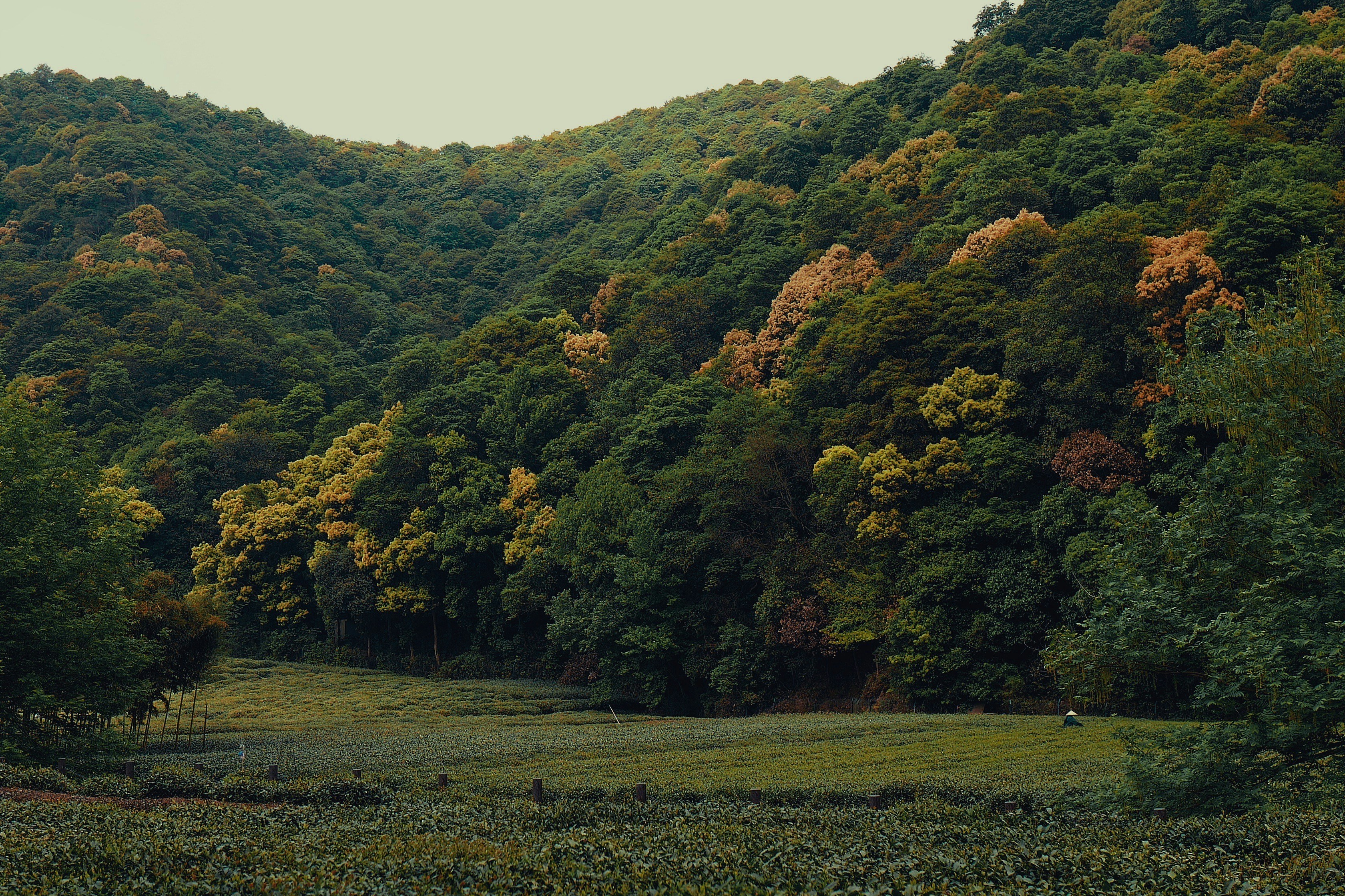 Une forêt verdoyante remplie de nombreux arbres photo – Image gratuite ...
