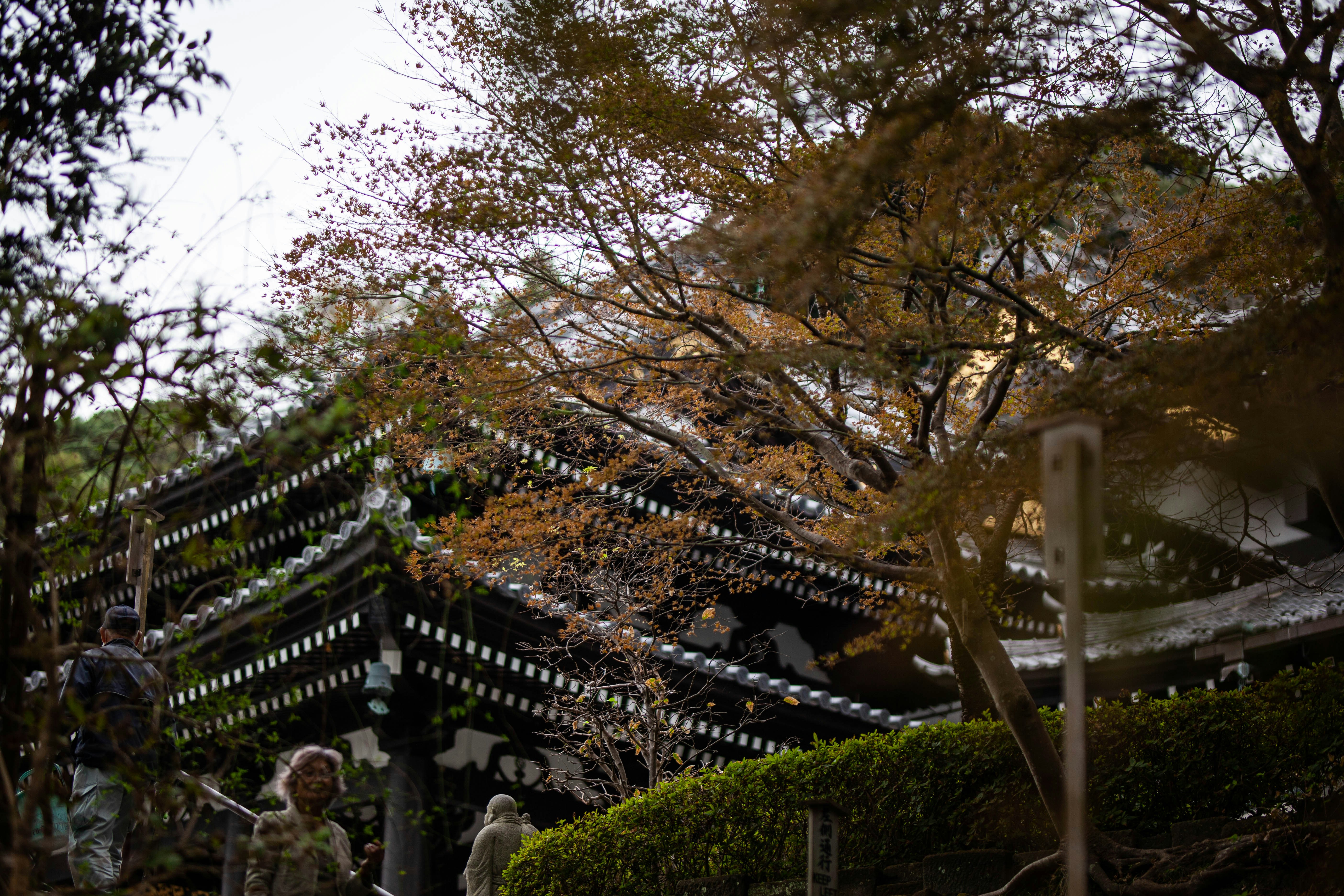 Serenity Beneath the Paper Lanterns