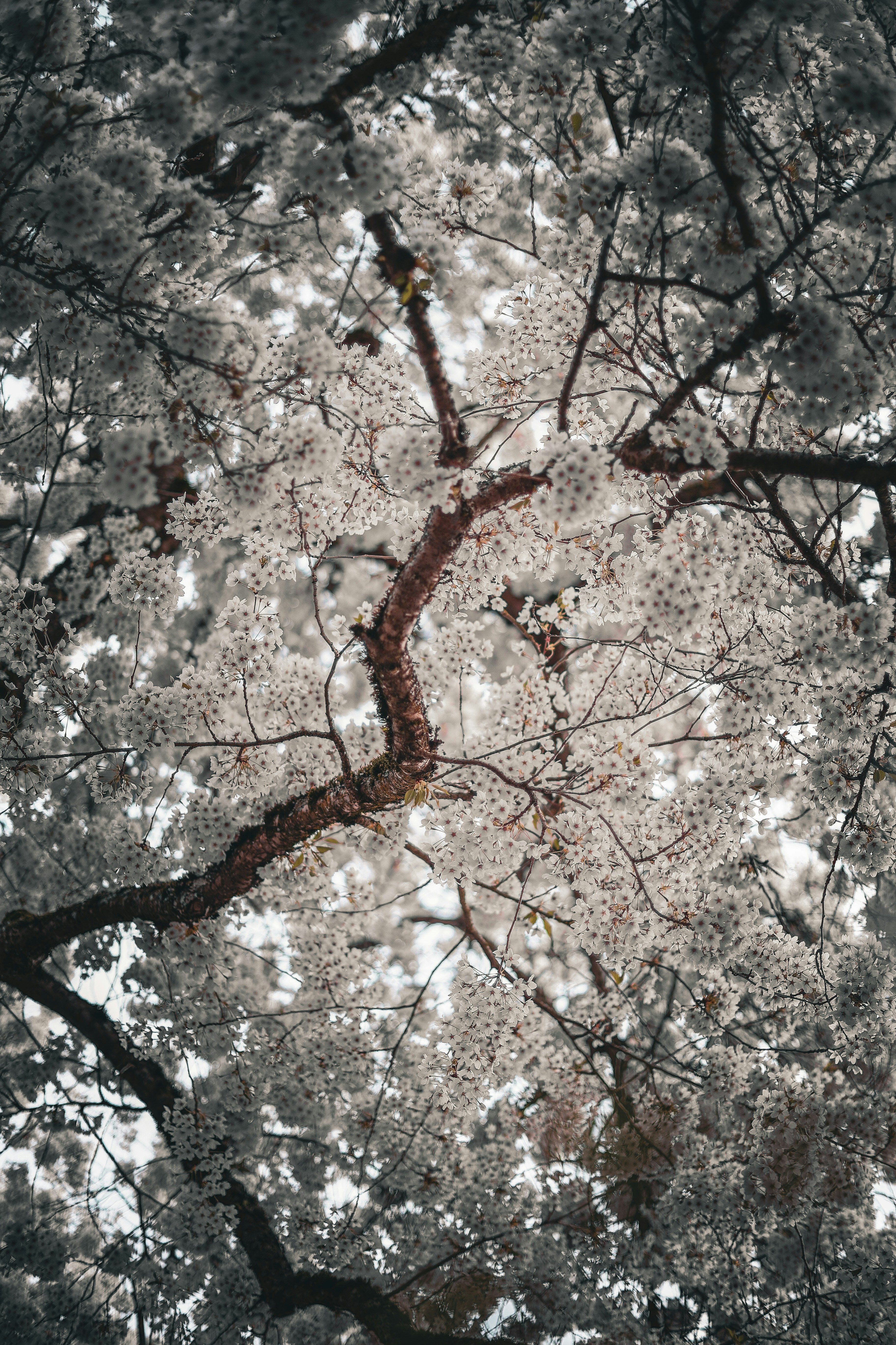 Tangled Canopy of Pale Cherry Blossoms