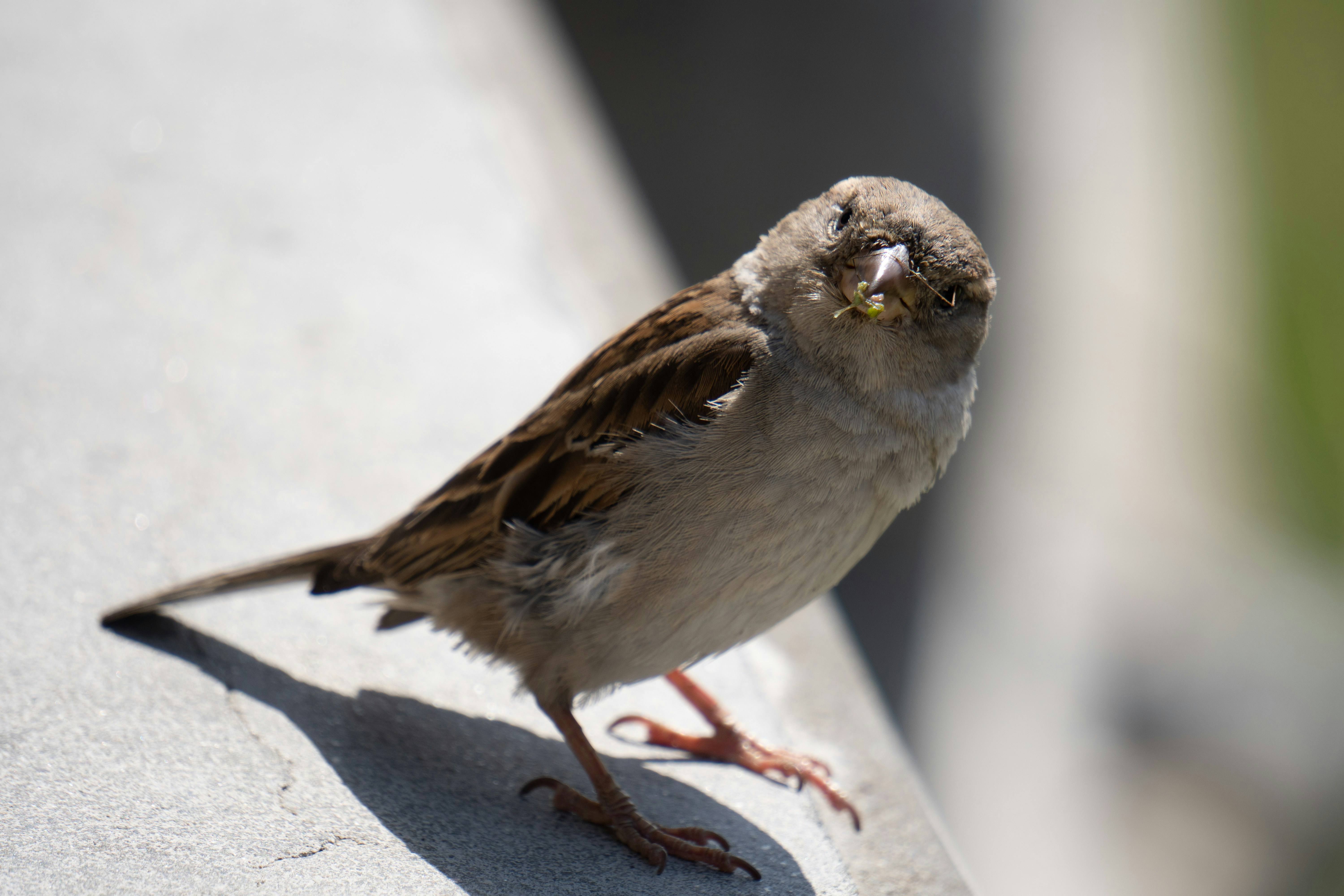 Dawn on the Ledge: a Sparrow's Curious Stance