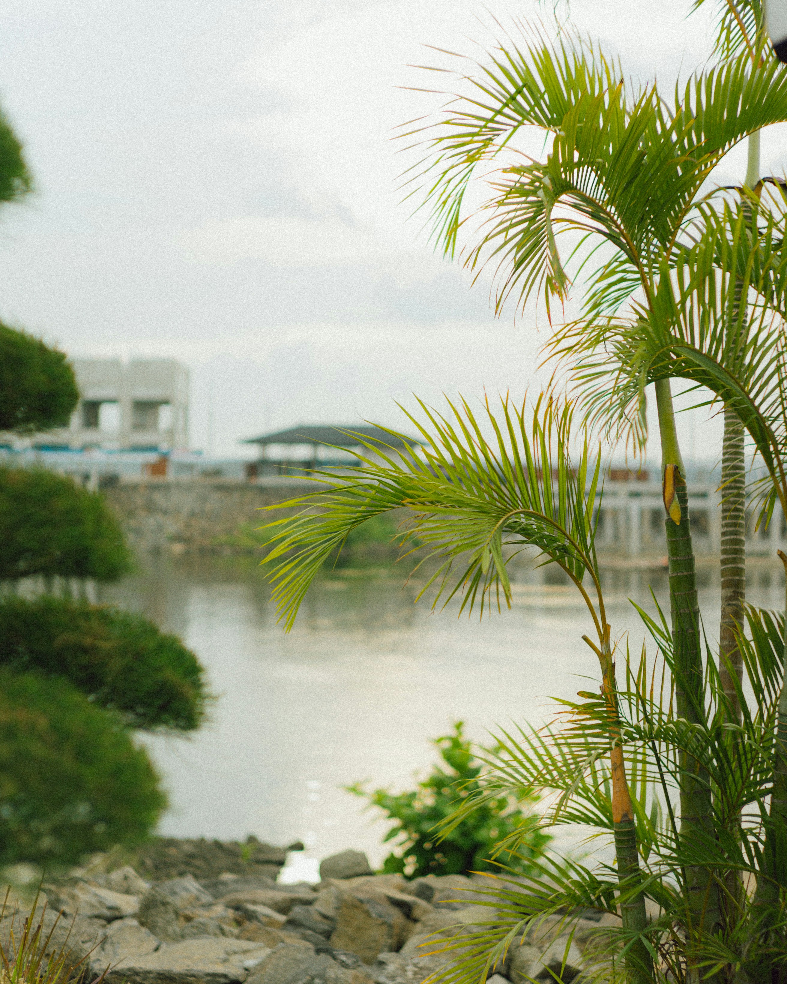 Fronds by the Quiet Harbor: Palm-Framed Waterfront Scene