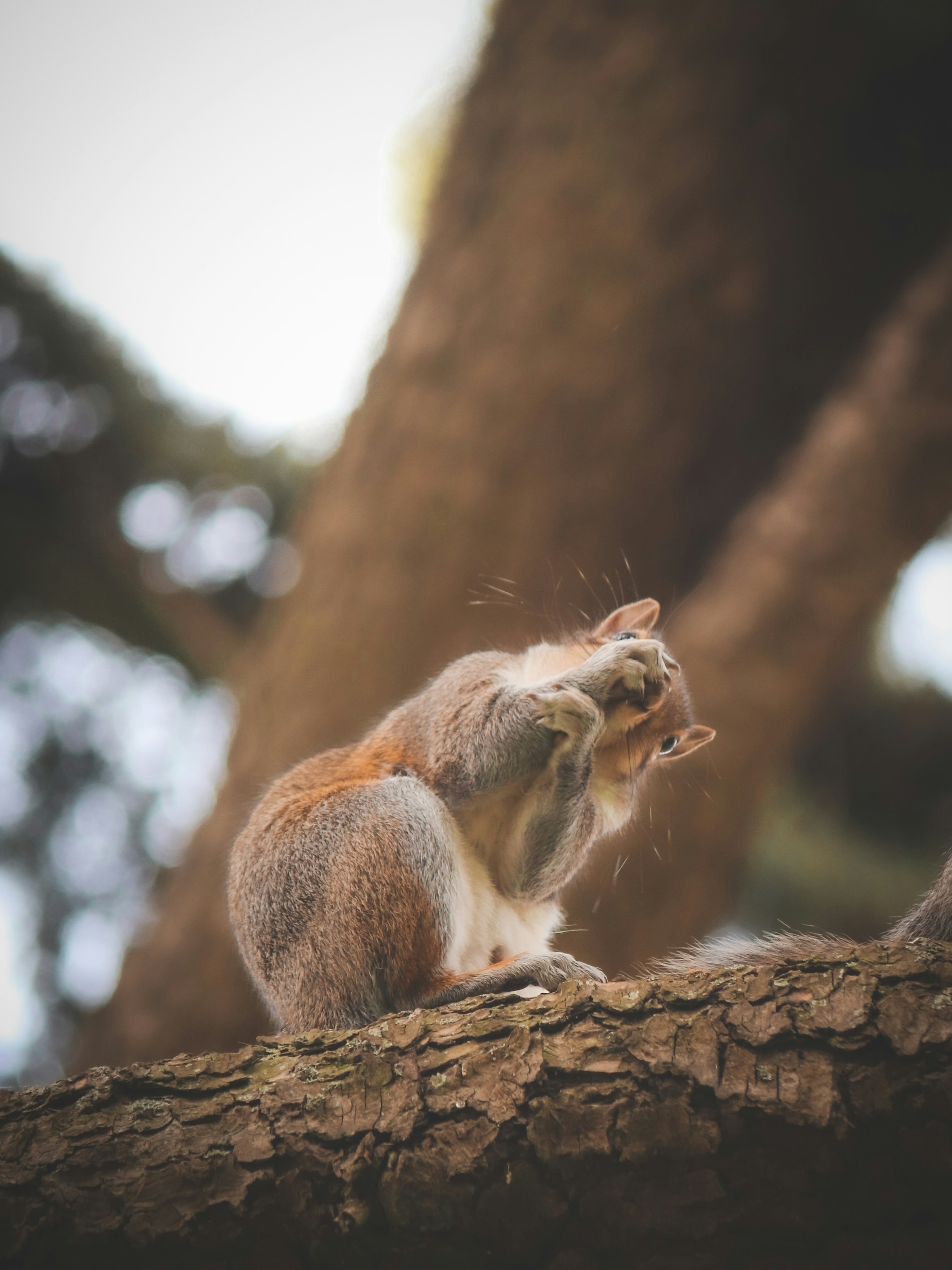 Sunlit Squirrel on Rough Bark: a Moment of Grooming
