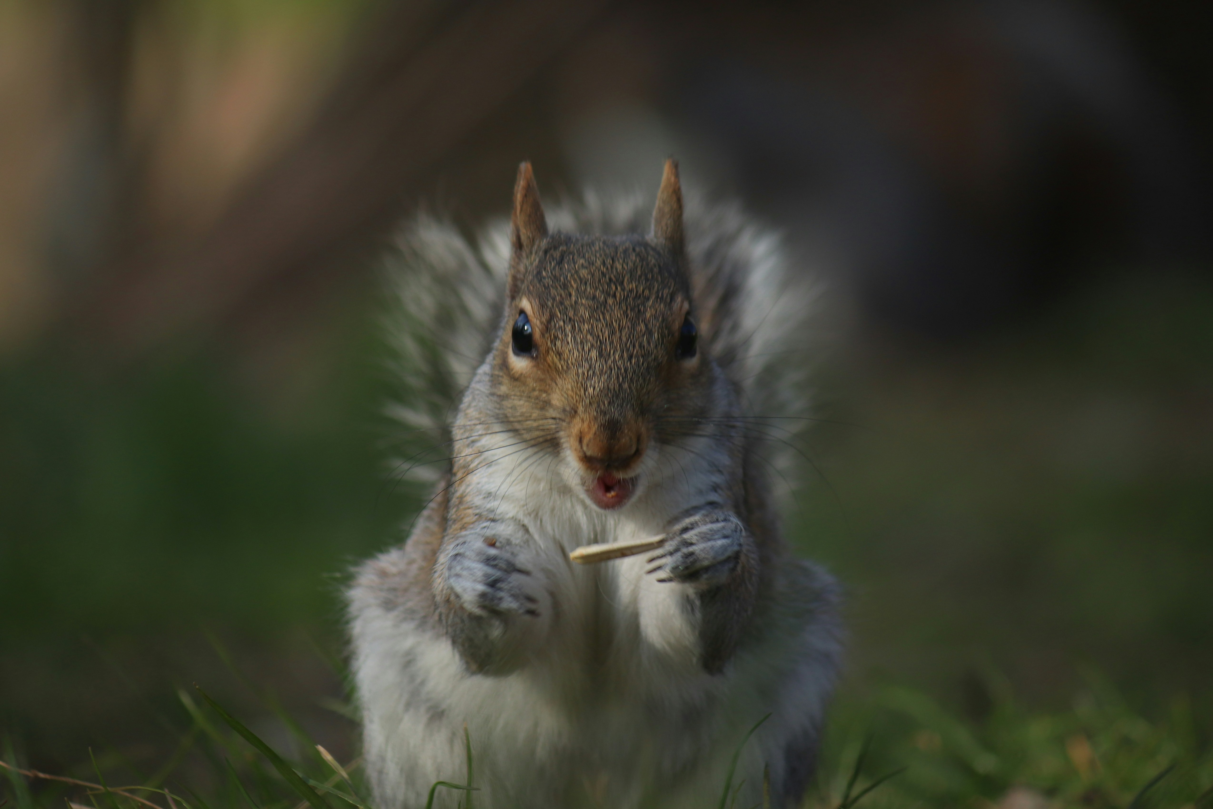 Close-Range Squirrel Pause: Twig-Wielding Focus in Quiet Forest Light