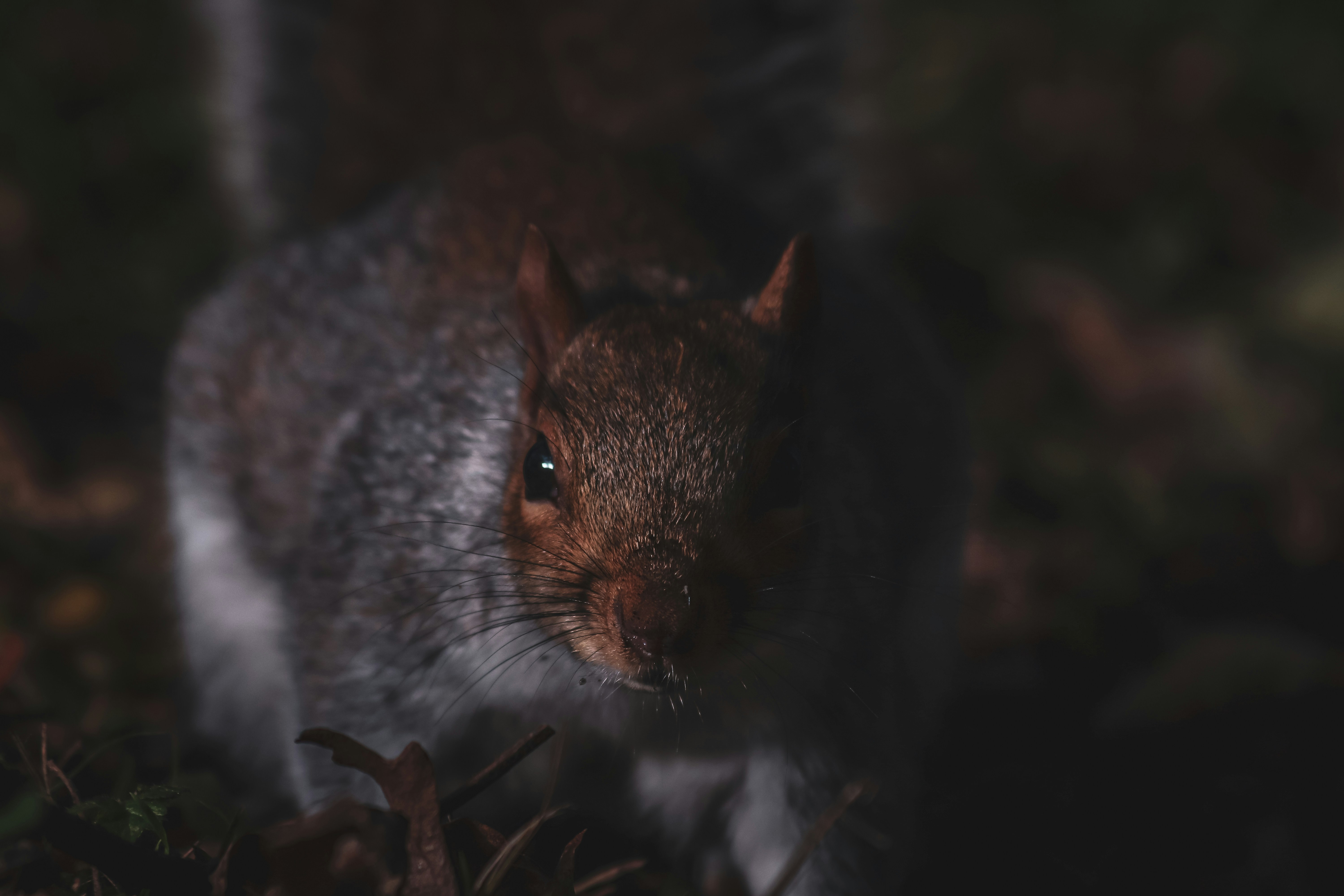 Midnight Squirrel in the Forest Shadow