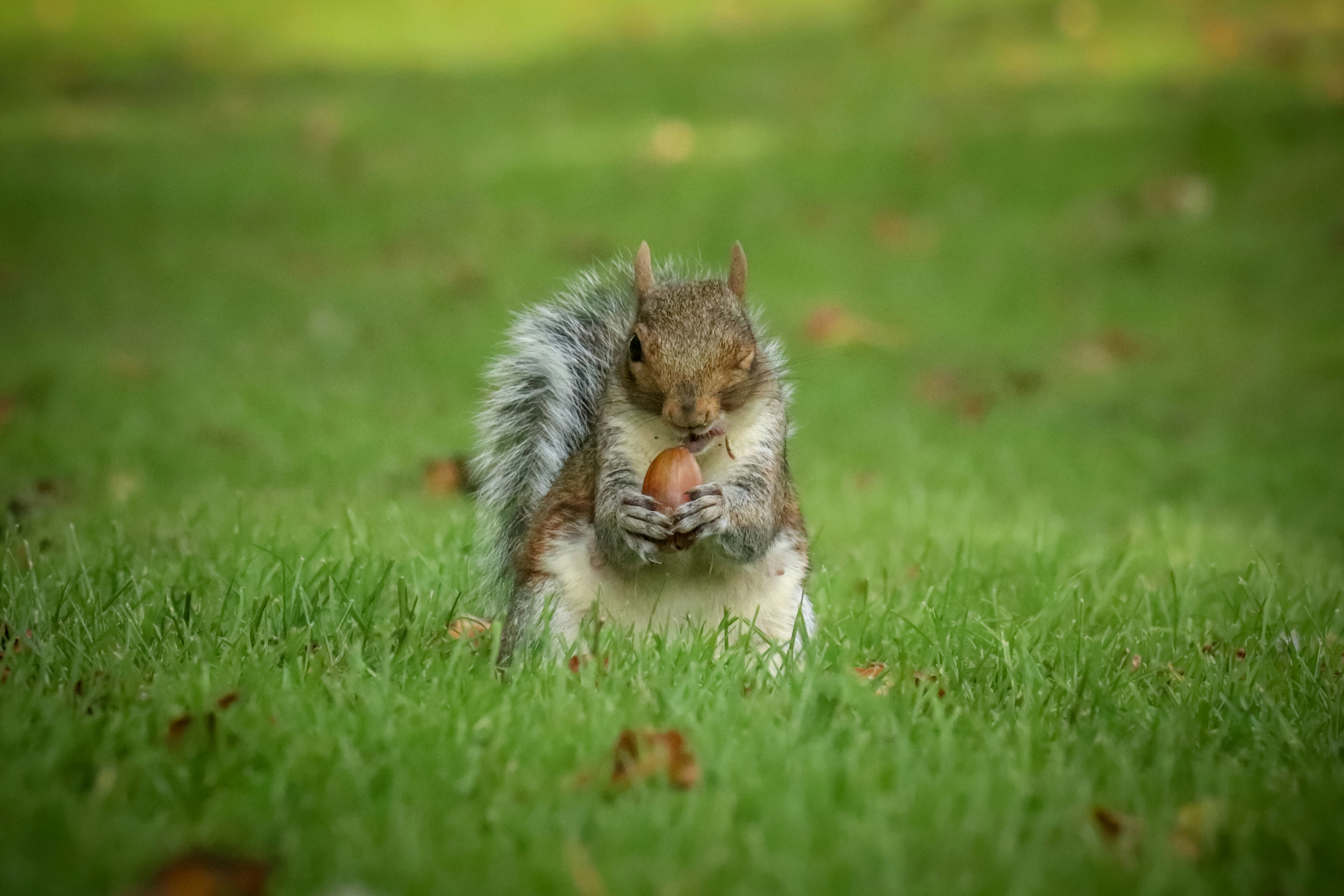 Nut-Craving Squirrel Centered in a Velvet Green Meadow