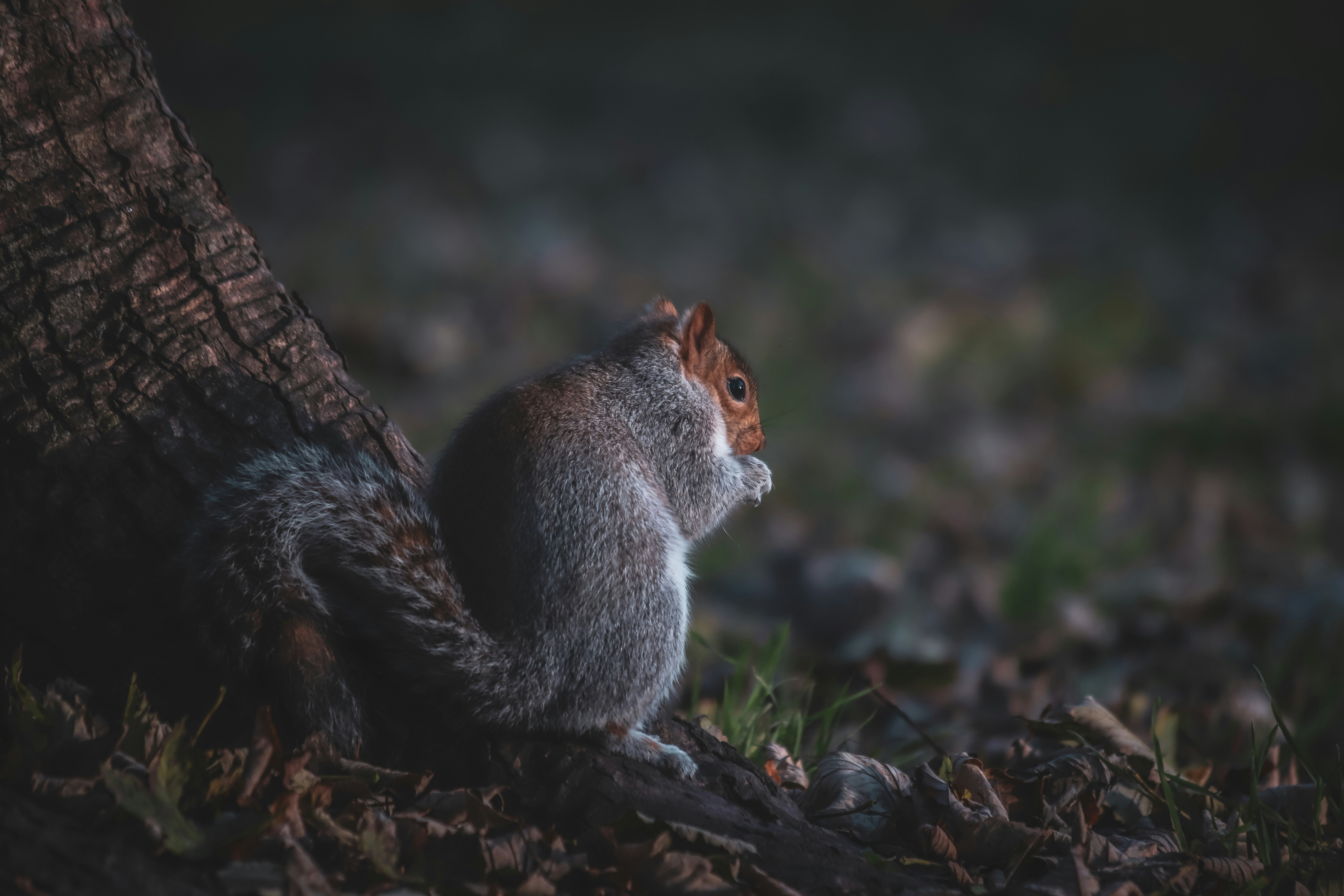 Twilight Pause by the Root: A Squirrel in Dim Woodland Light