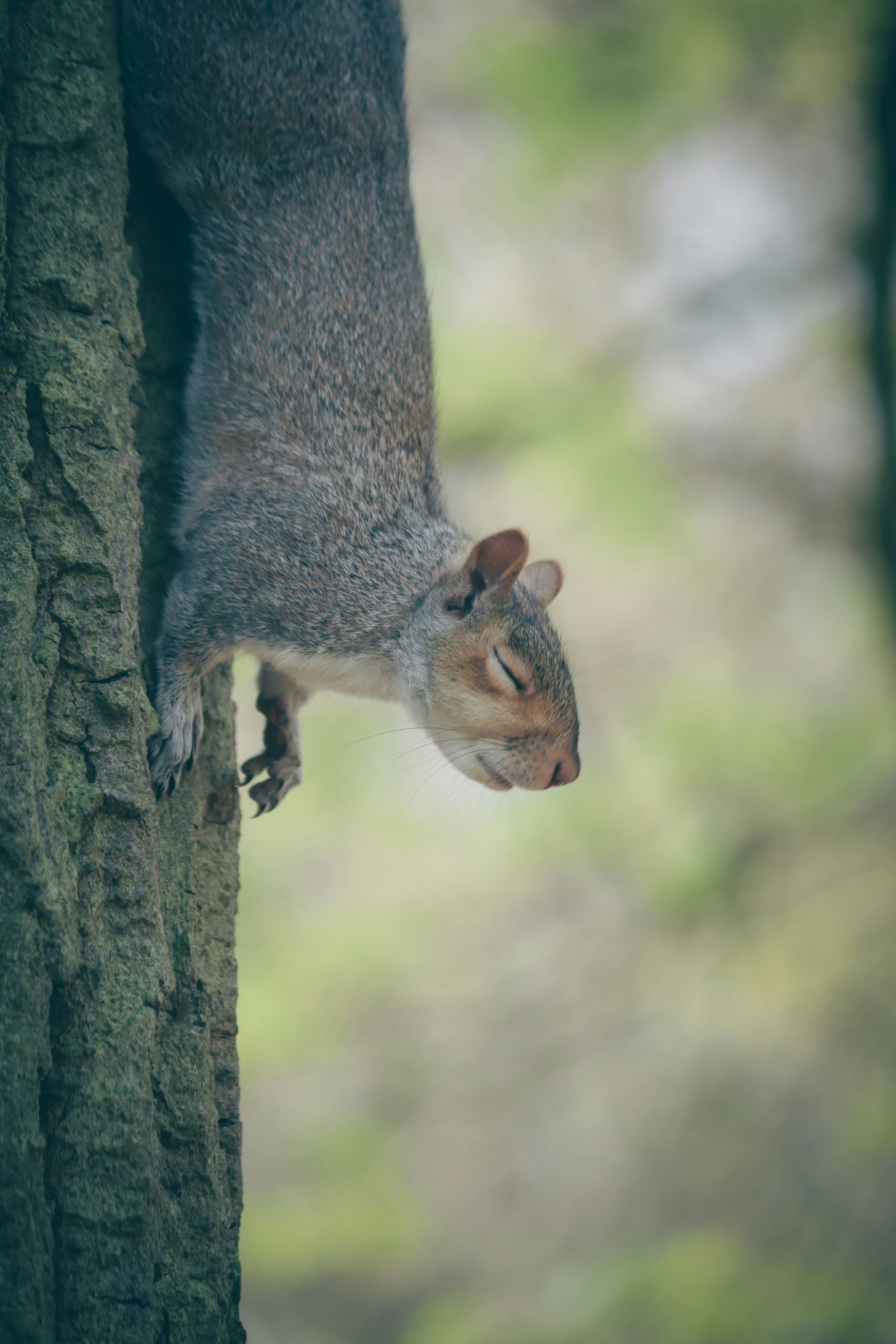 a squirrel climbing up the side of a tree