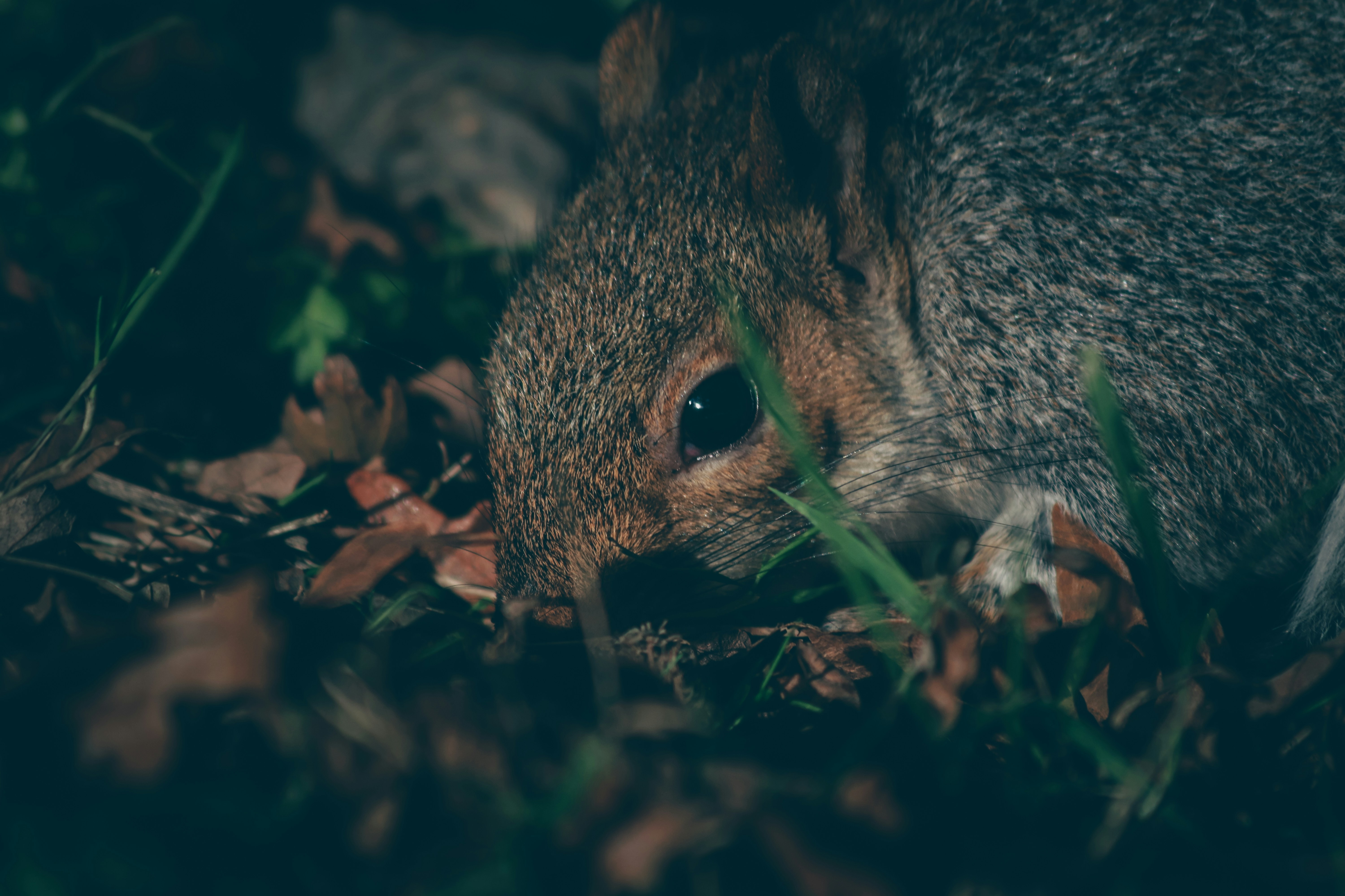 Shadowed Gaze: A Rabbit's Quiet Moment Among Fallen Leaves