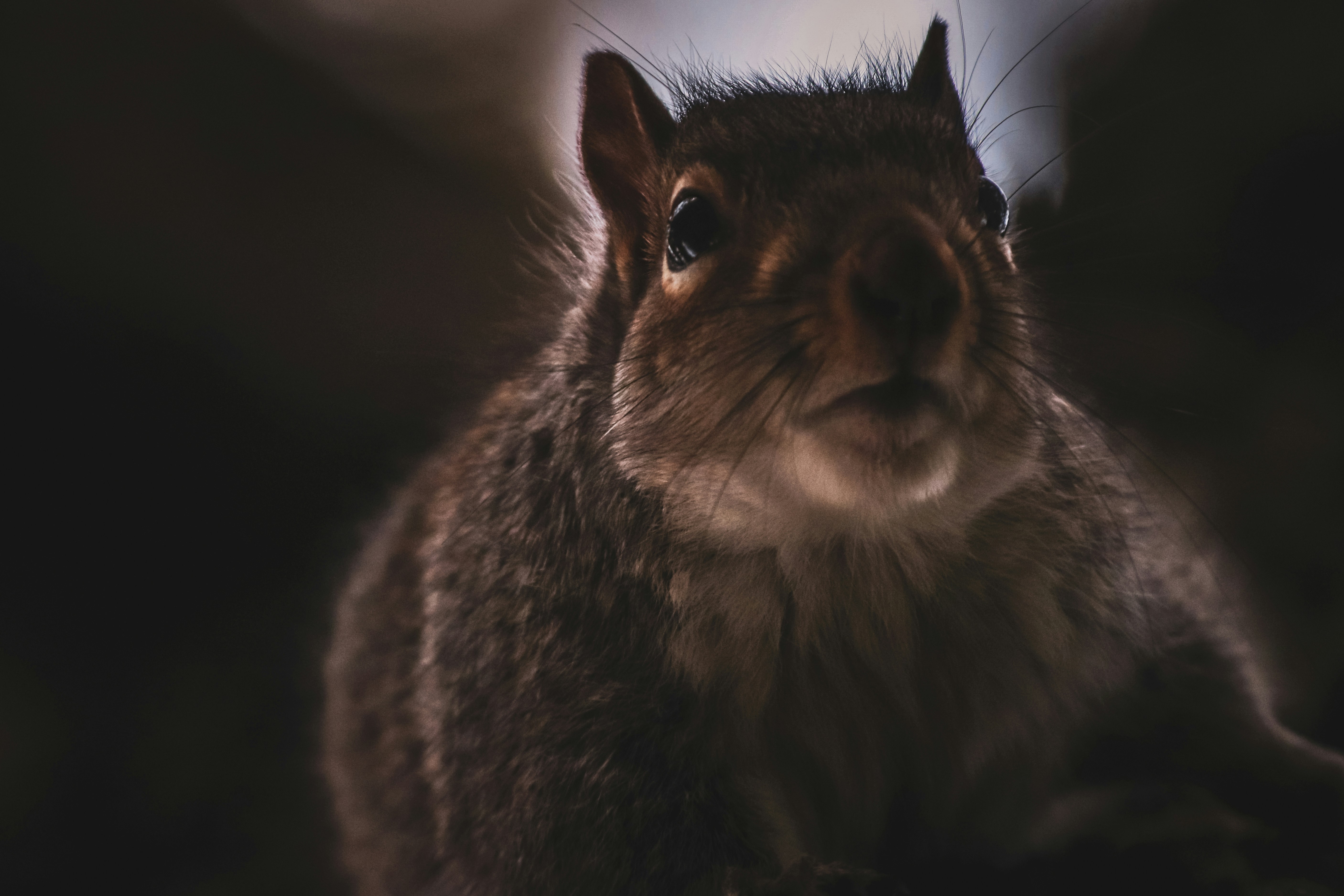 Curious Squirrel in Dim Light Peering into the Lens