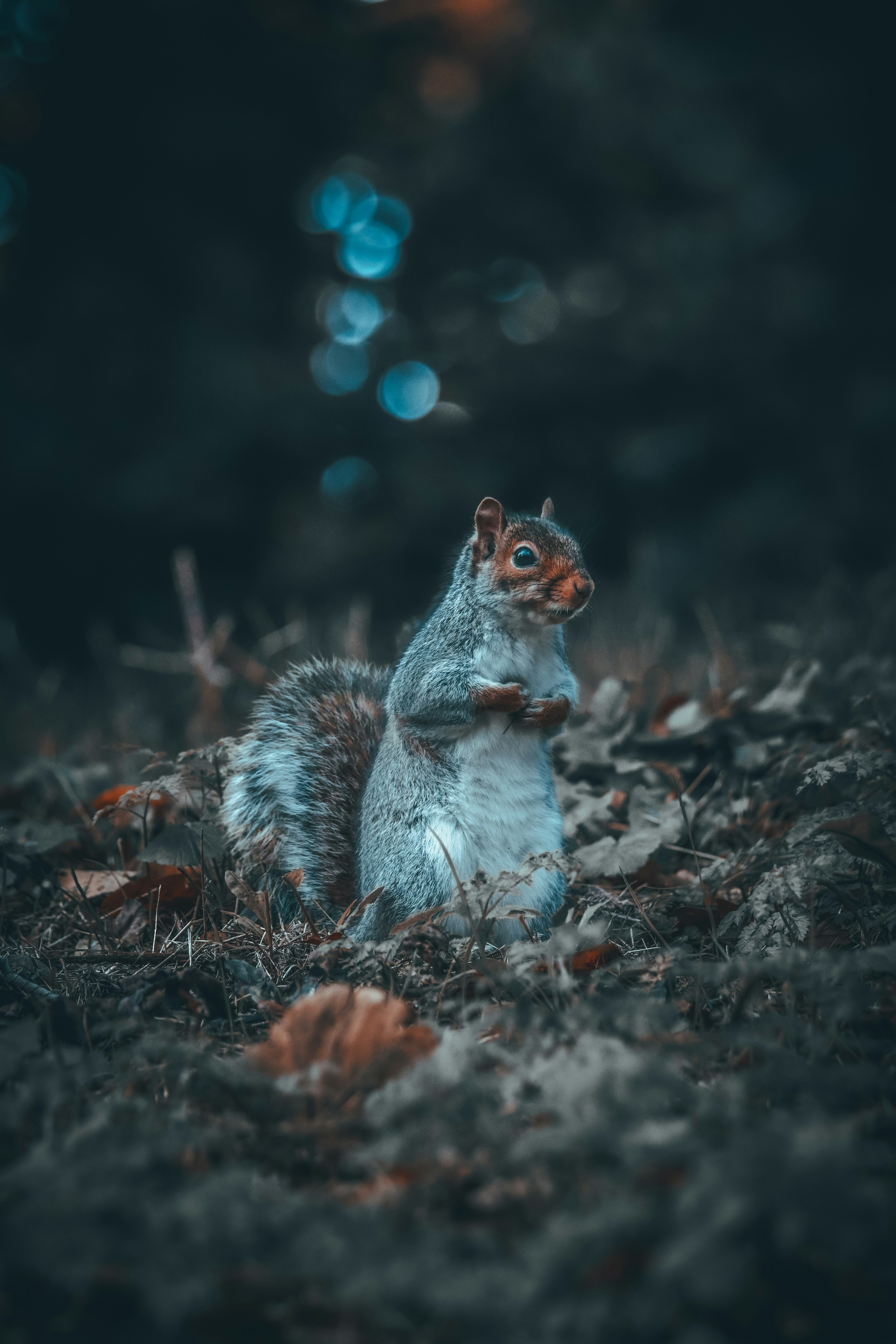 Teal-Tinted Quiet: Squirrel Standing Amid Autumn Leaves