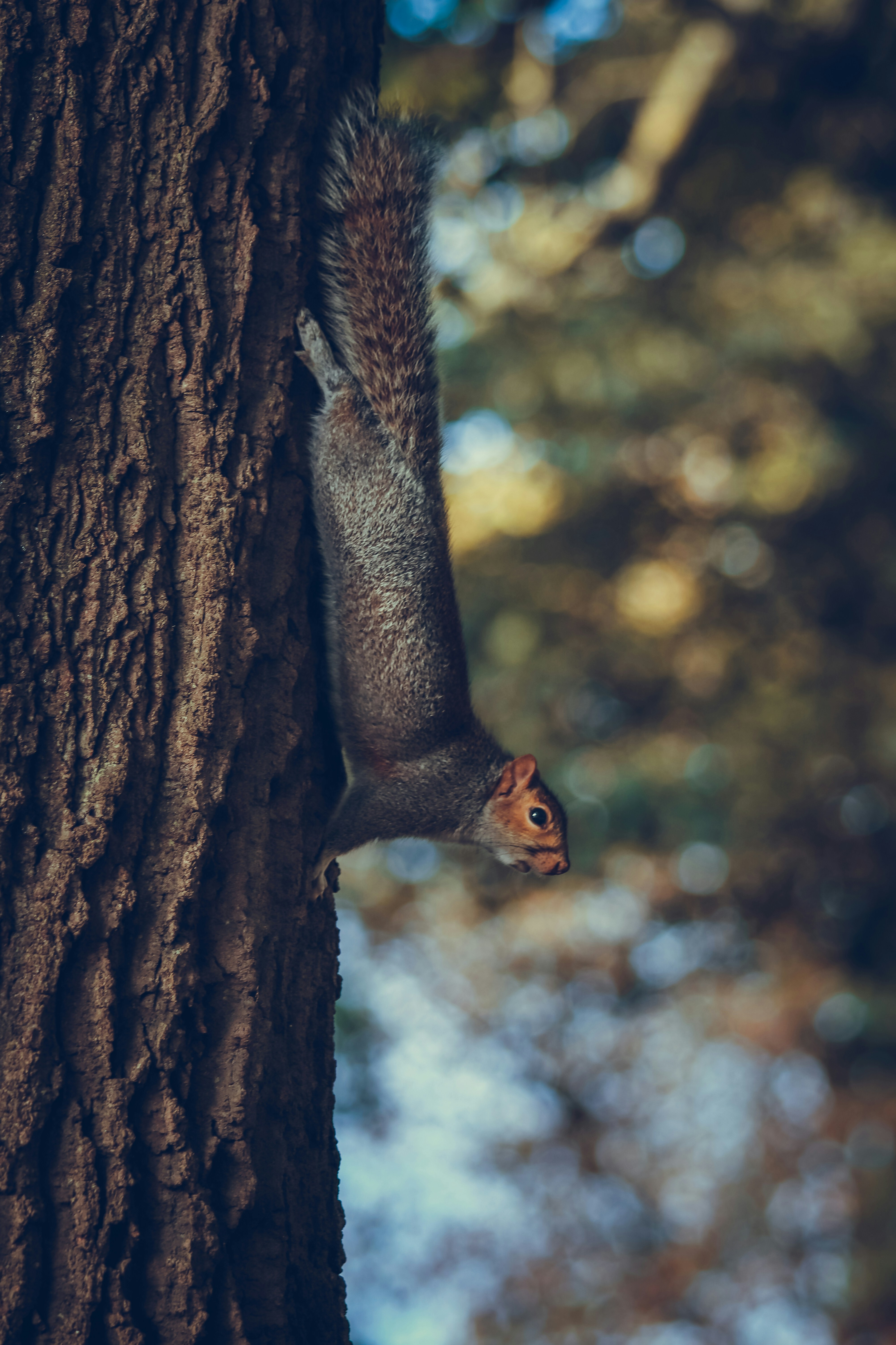 A squirrel climbing up the side of a tree photo – Free Green space ...