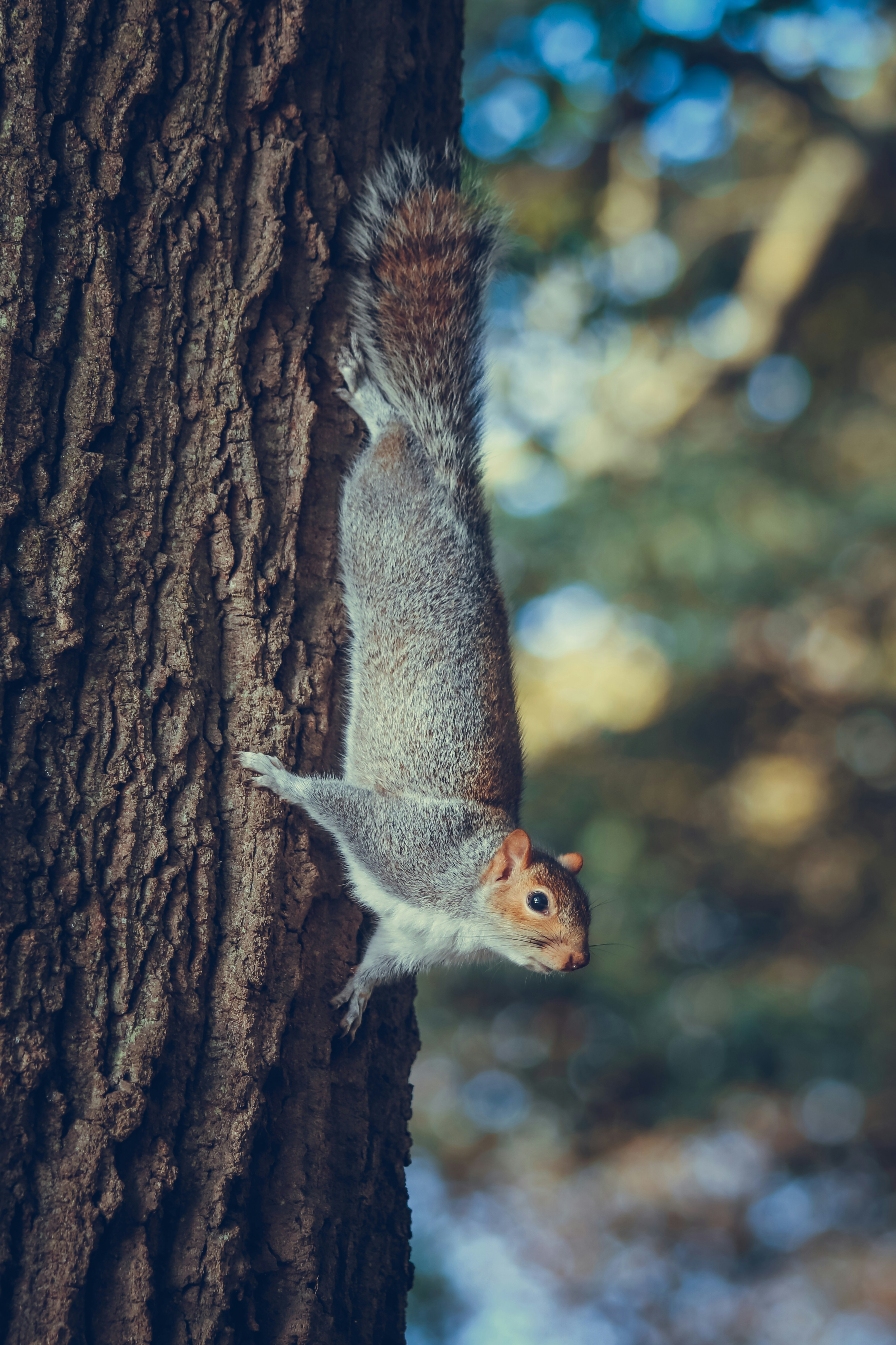 A squirrel climbing up the side of a tree photo – Free Mammal Image on ...