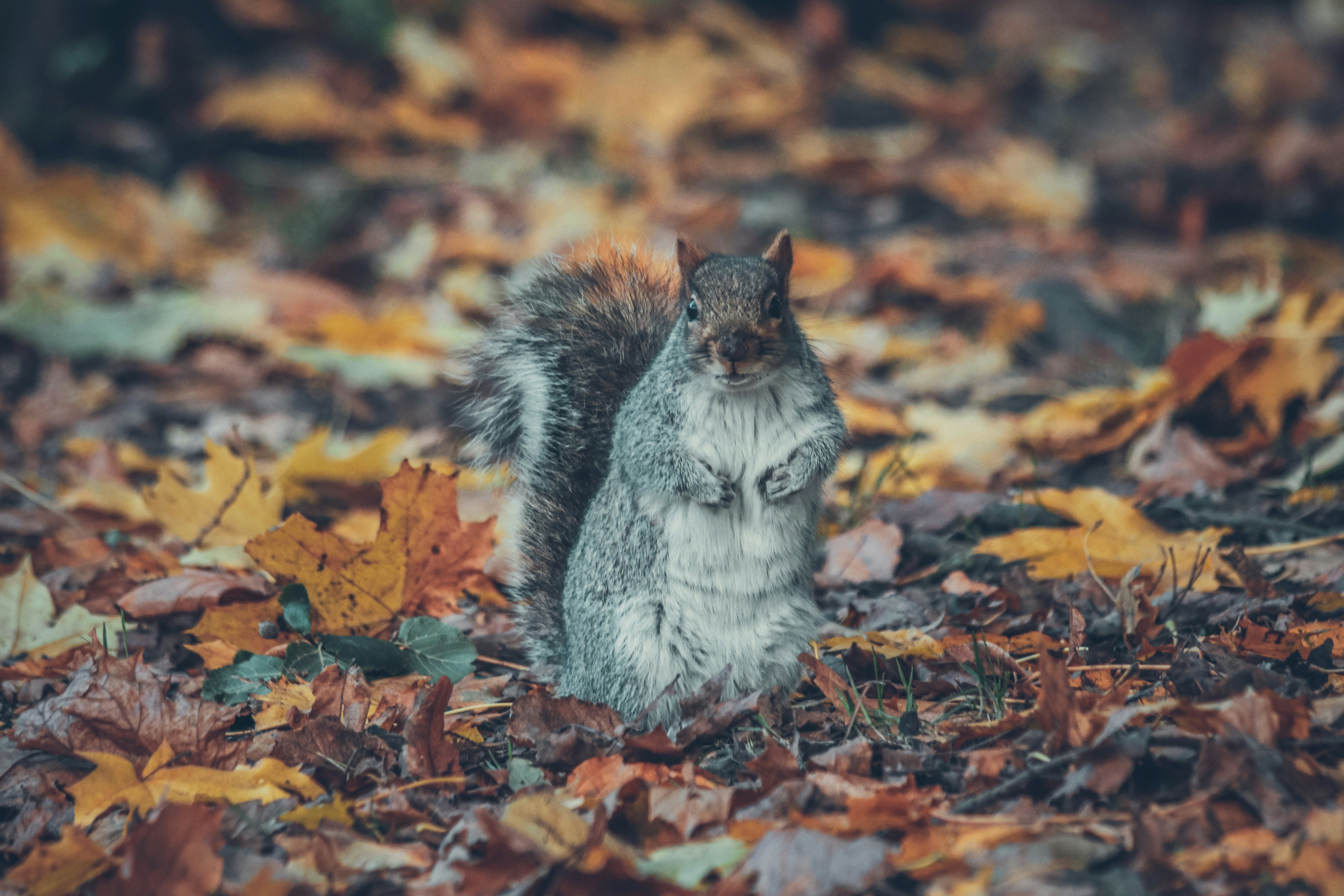 Autumn Squirrel Amid a Leaf Carpet