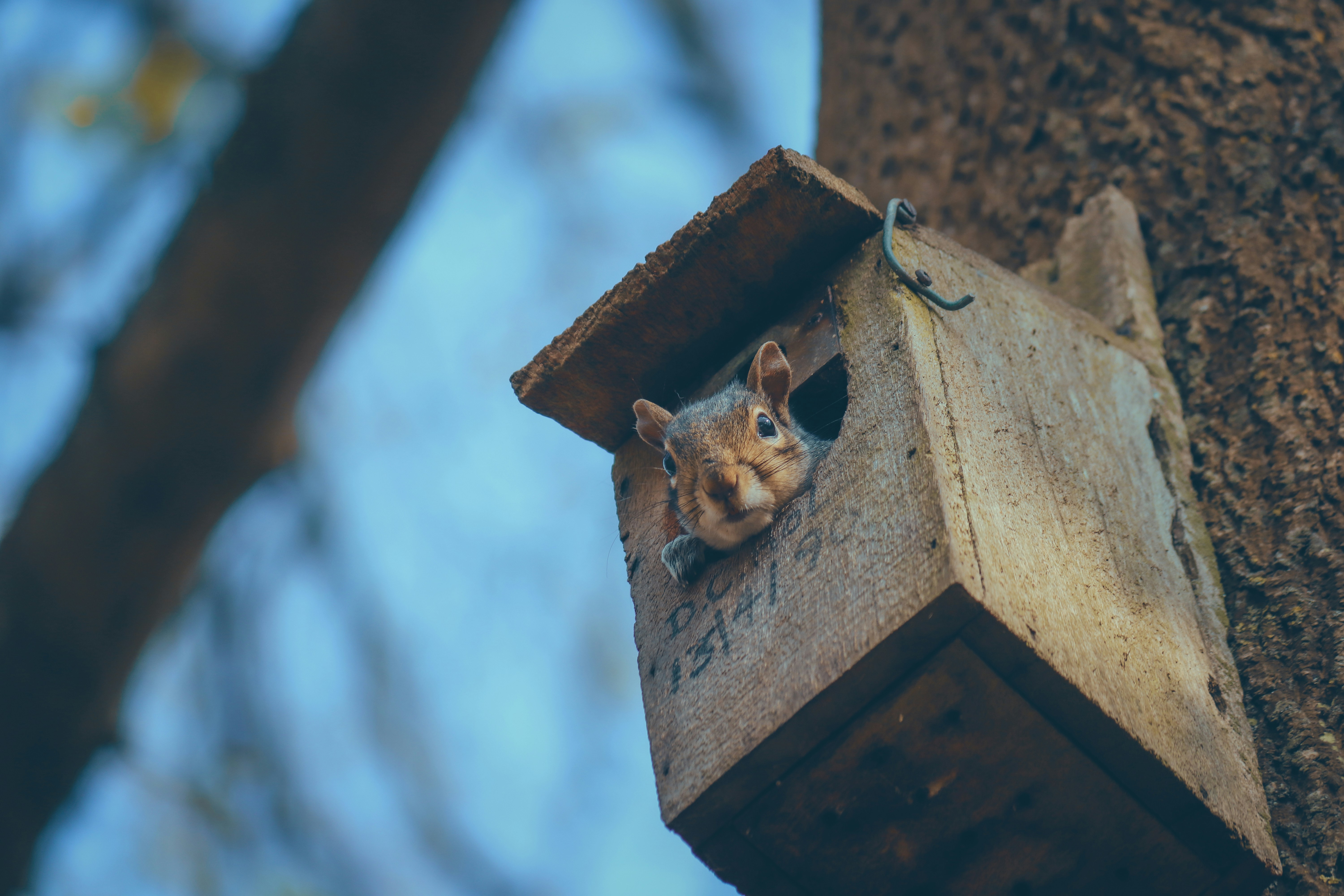 A squirrel is peeking out of a birdhouse photo – Free Mammal Image on ...
