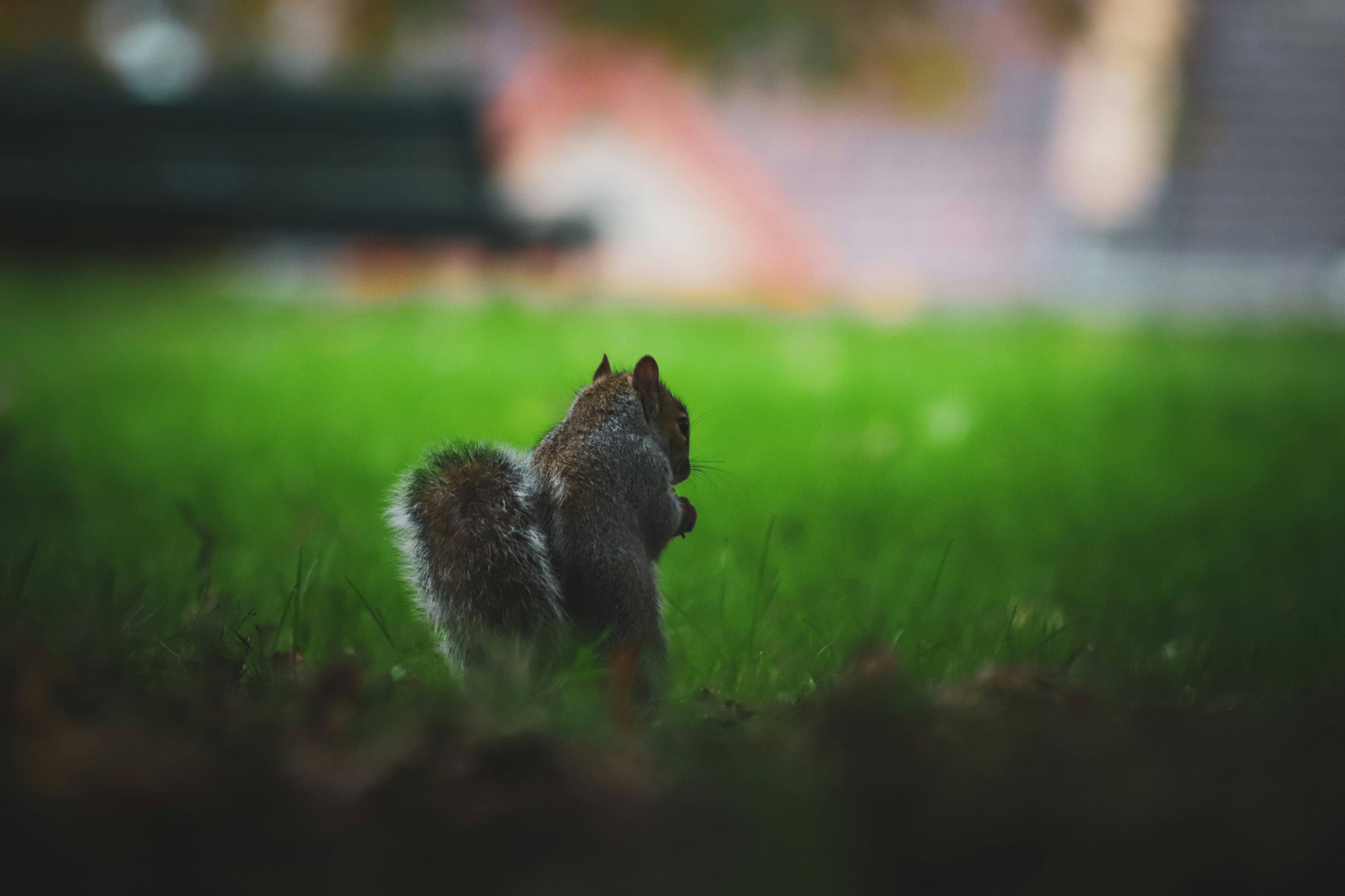 Squirrel in Velvet Grass: A Quiet Park Moment