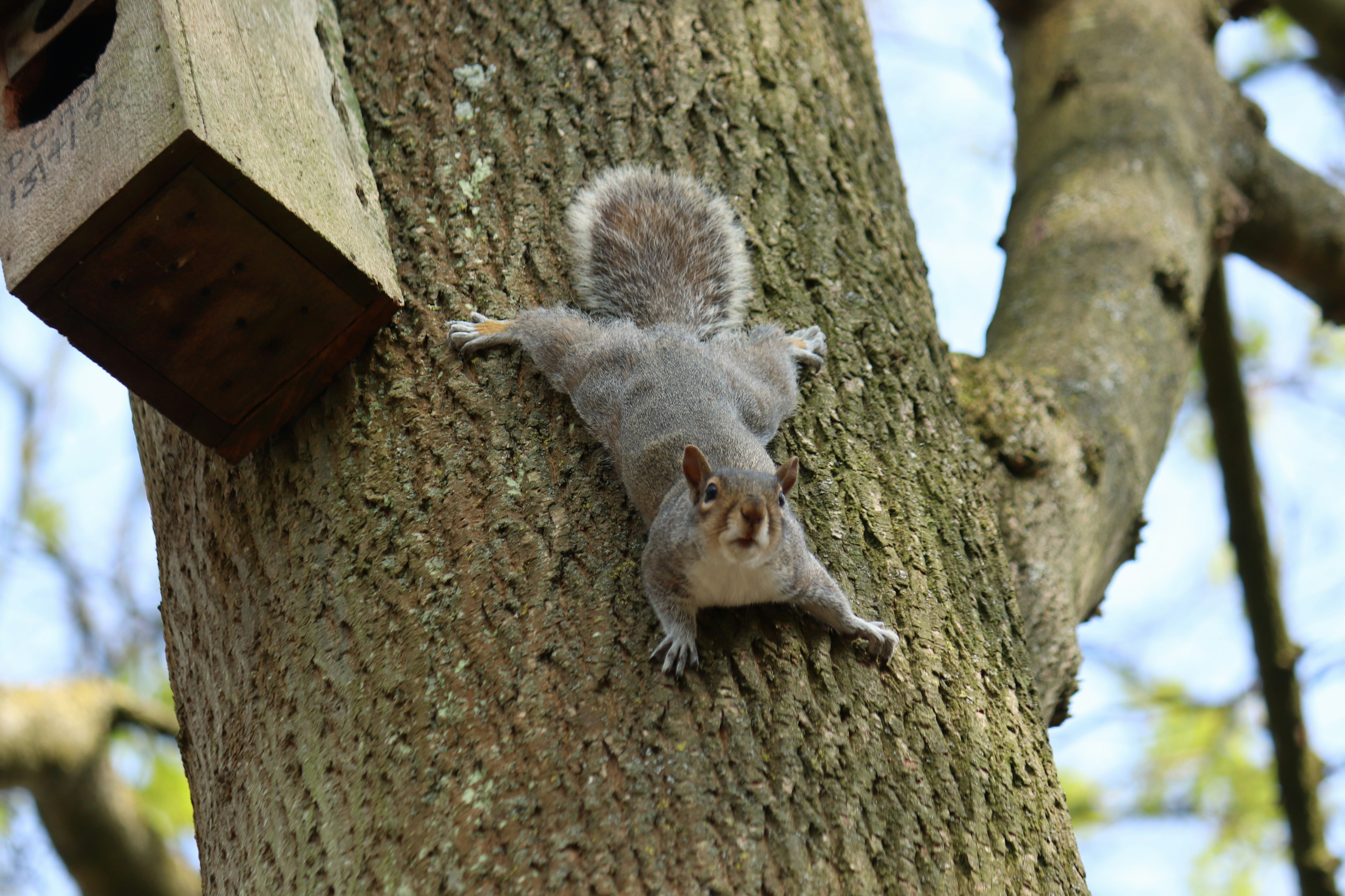 Hazel the Acrobat Squirrel Grips a Tree Trunk