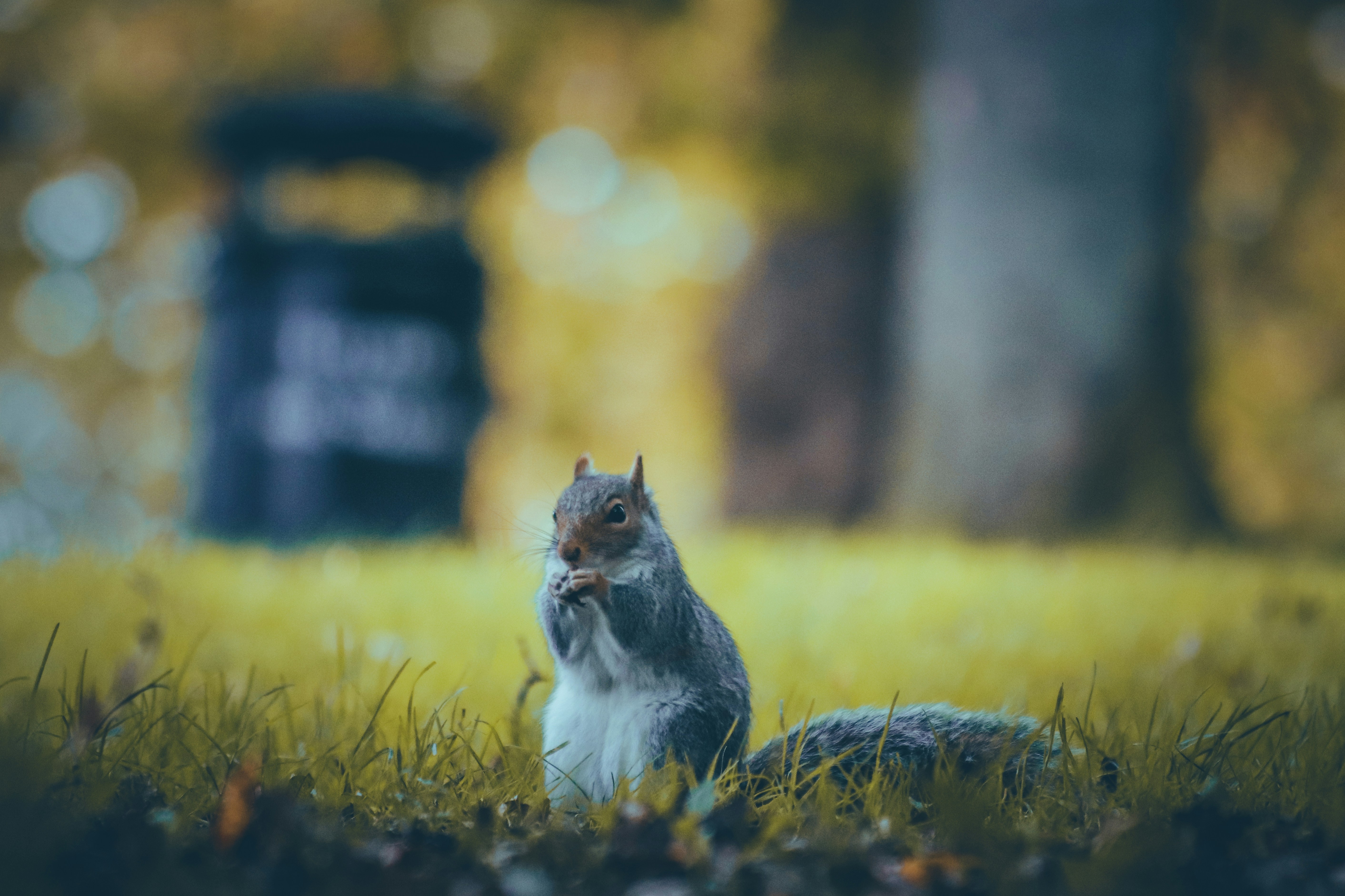 Sunlit Pause: Squirrel Amid Amber Grass in a Quiet Park