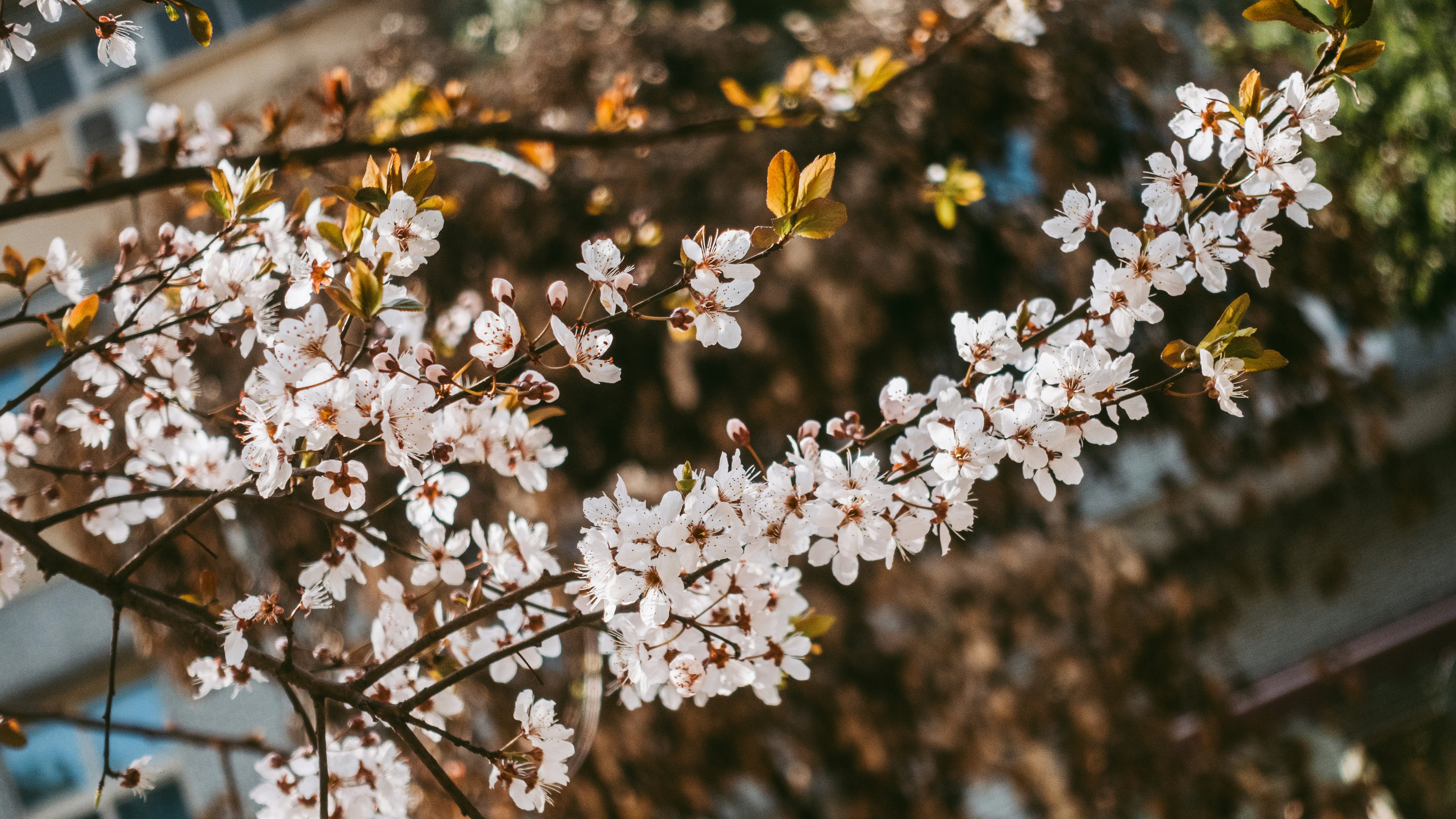 A tree with white flowers in front of a building photo – Free Spring ...