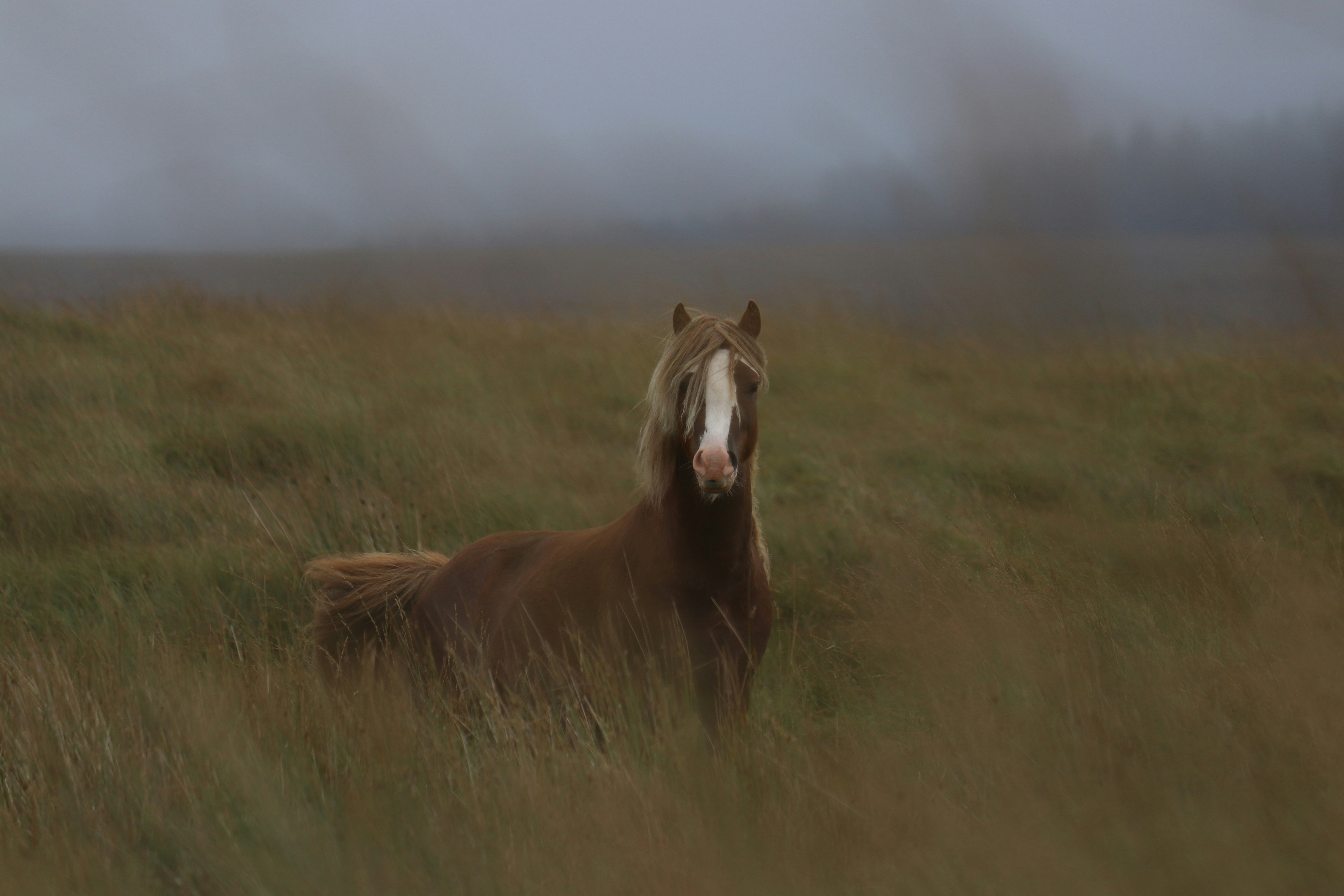 Chestnut horse standing amidst tall grass under a gray, foggy sky.