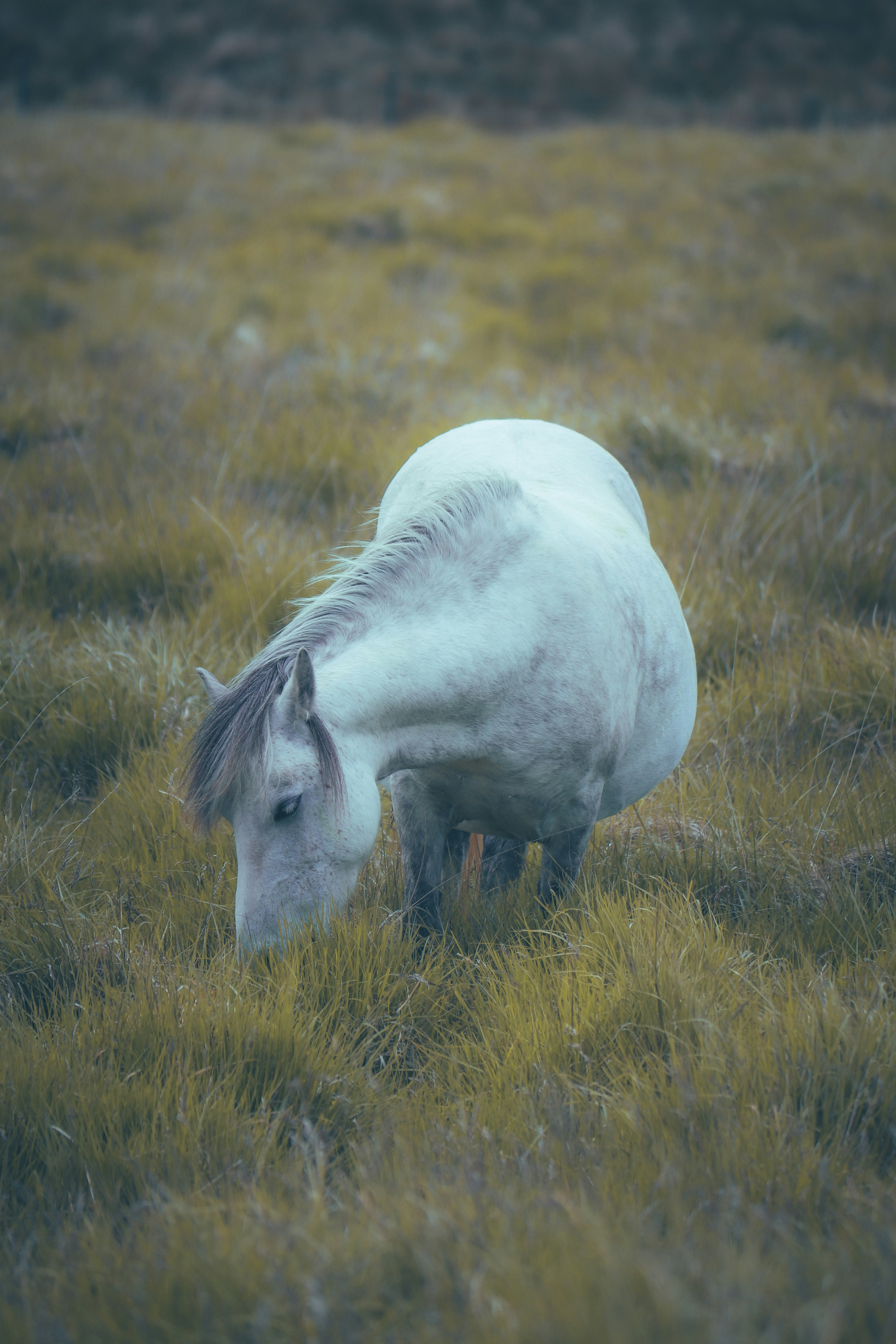 Pasture Reverie: a pale horse in moorland hush