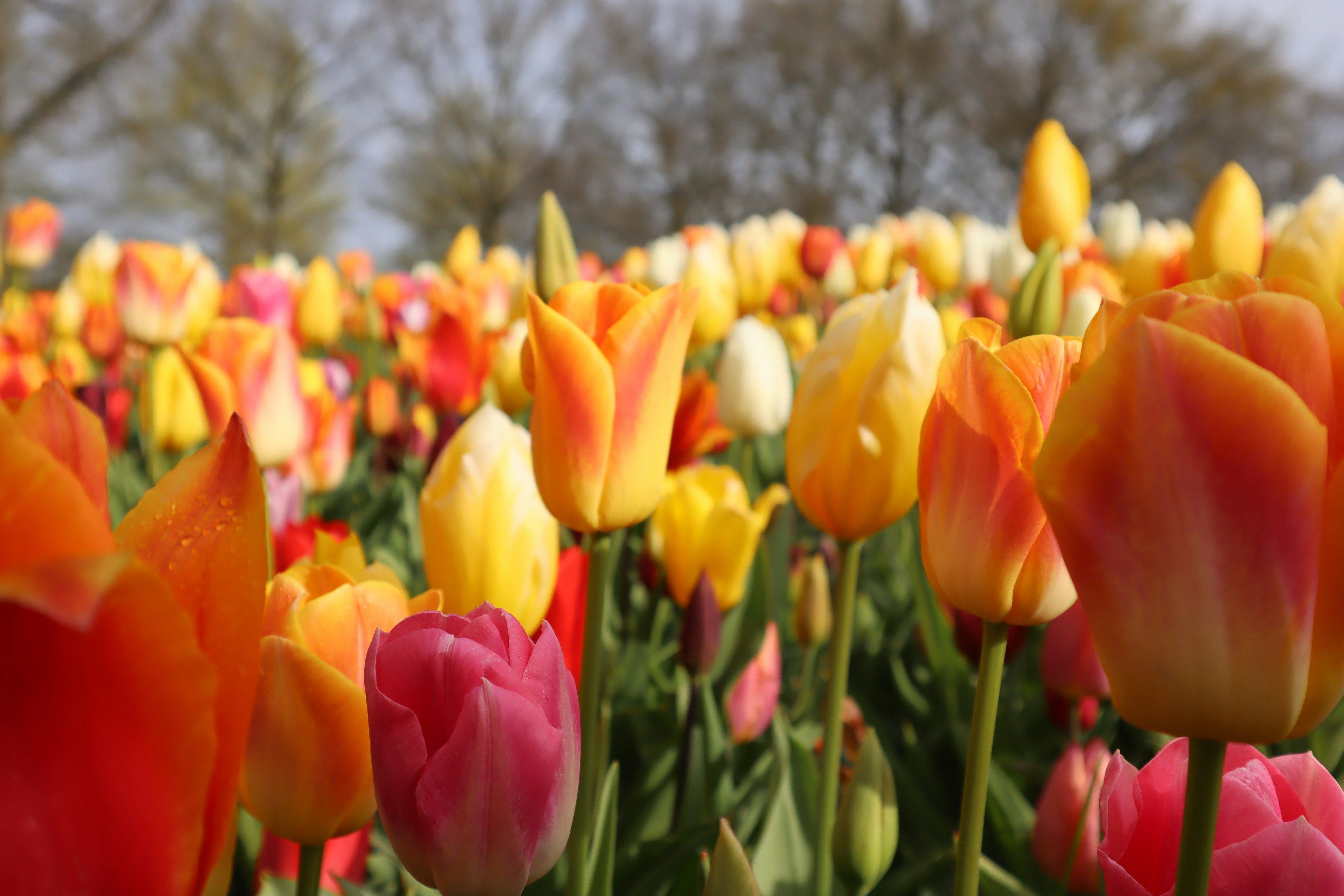 A field of colorful tulips with trees in the background photo – Free ...