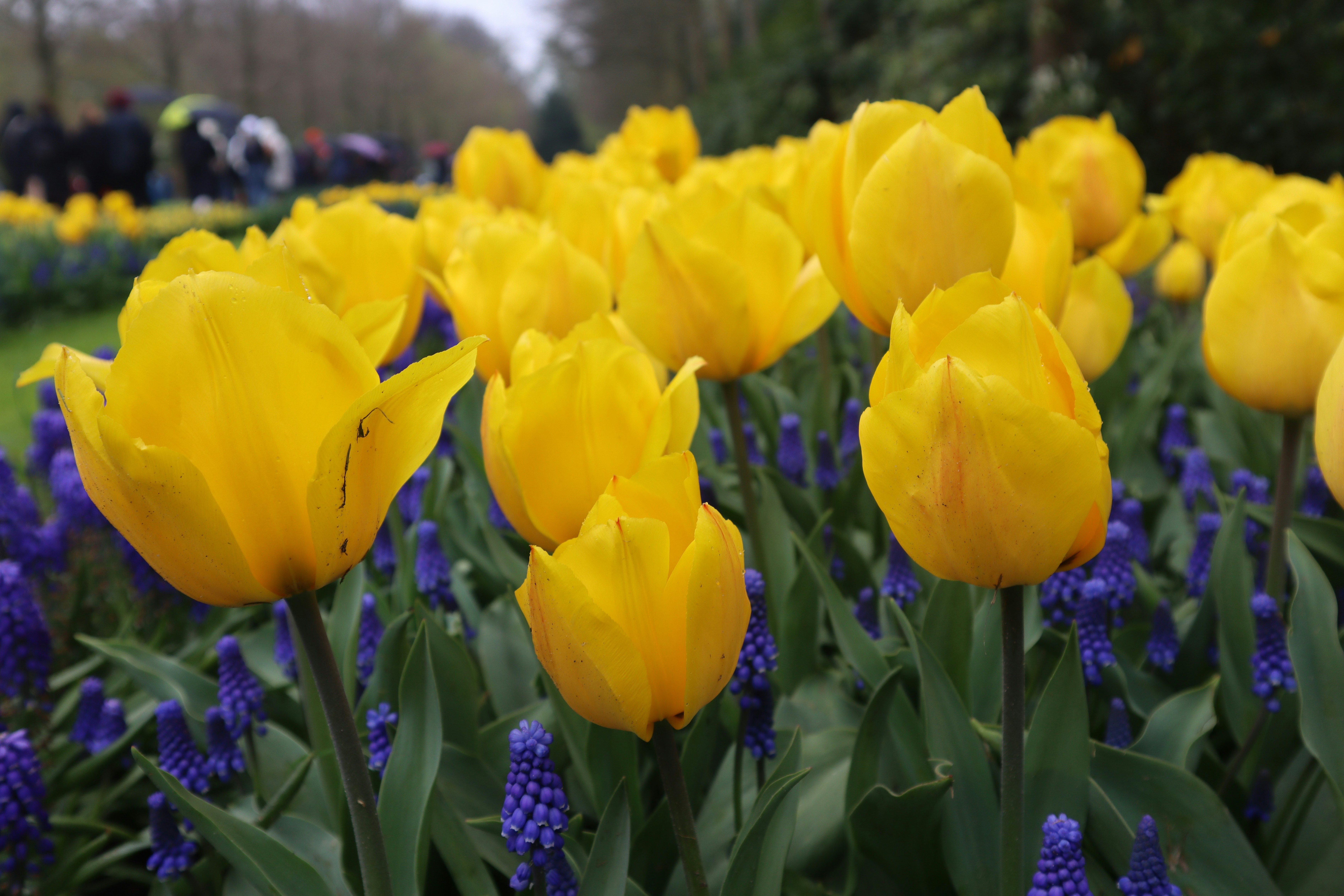 Sunlit Golden Tulips Framed by Violet Hyacinths